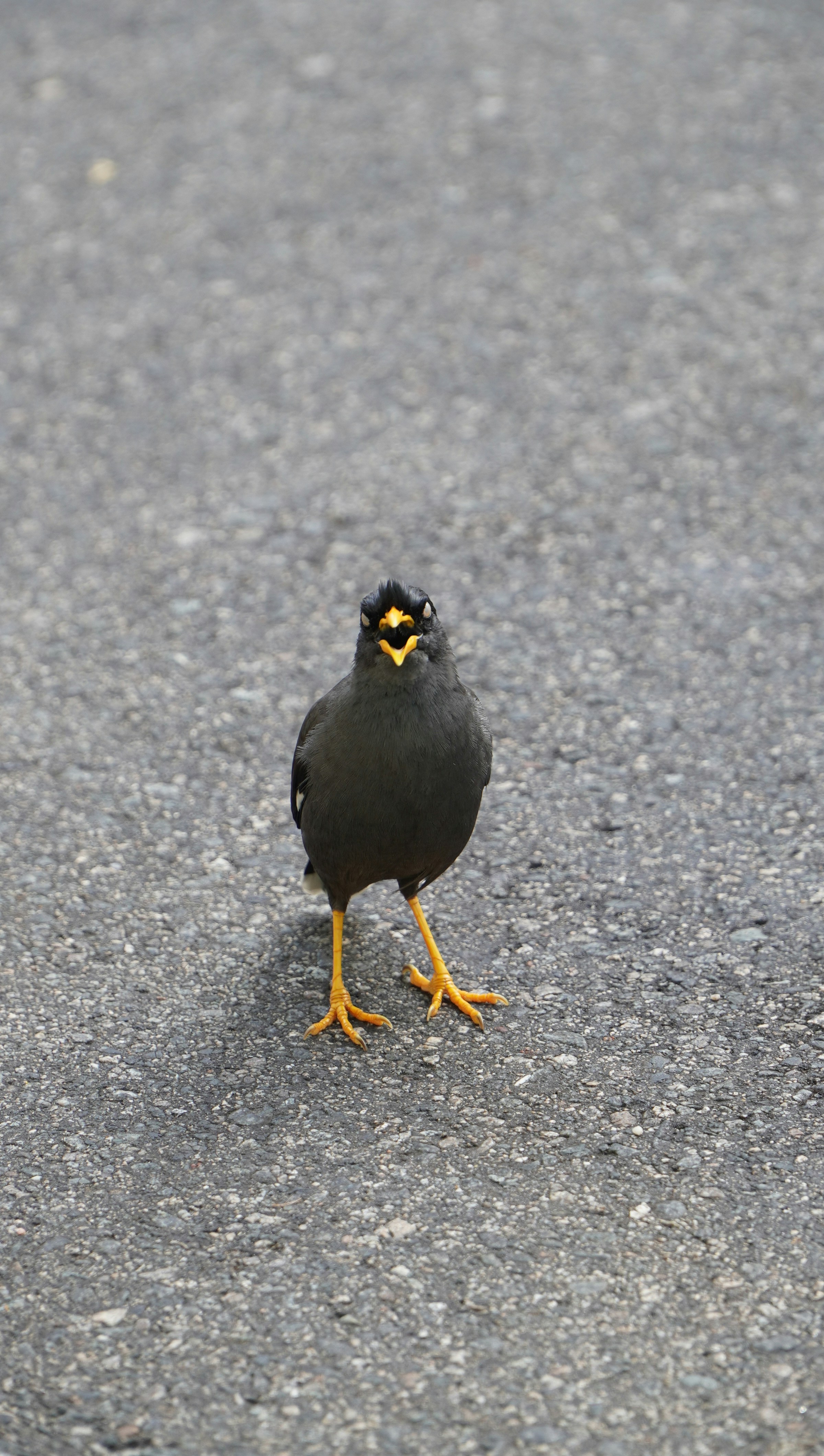 Bold Yellow-Beaked Stare on Asphalt