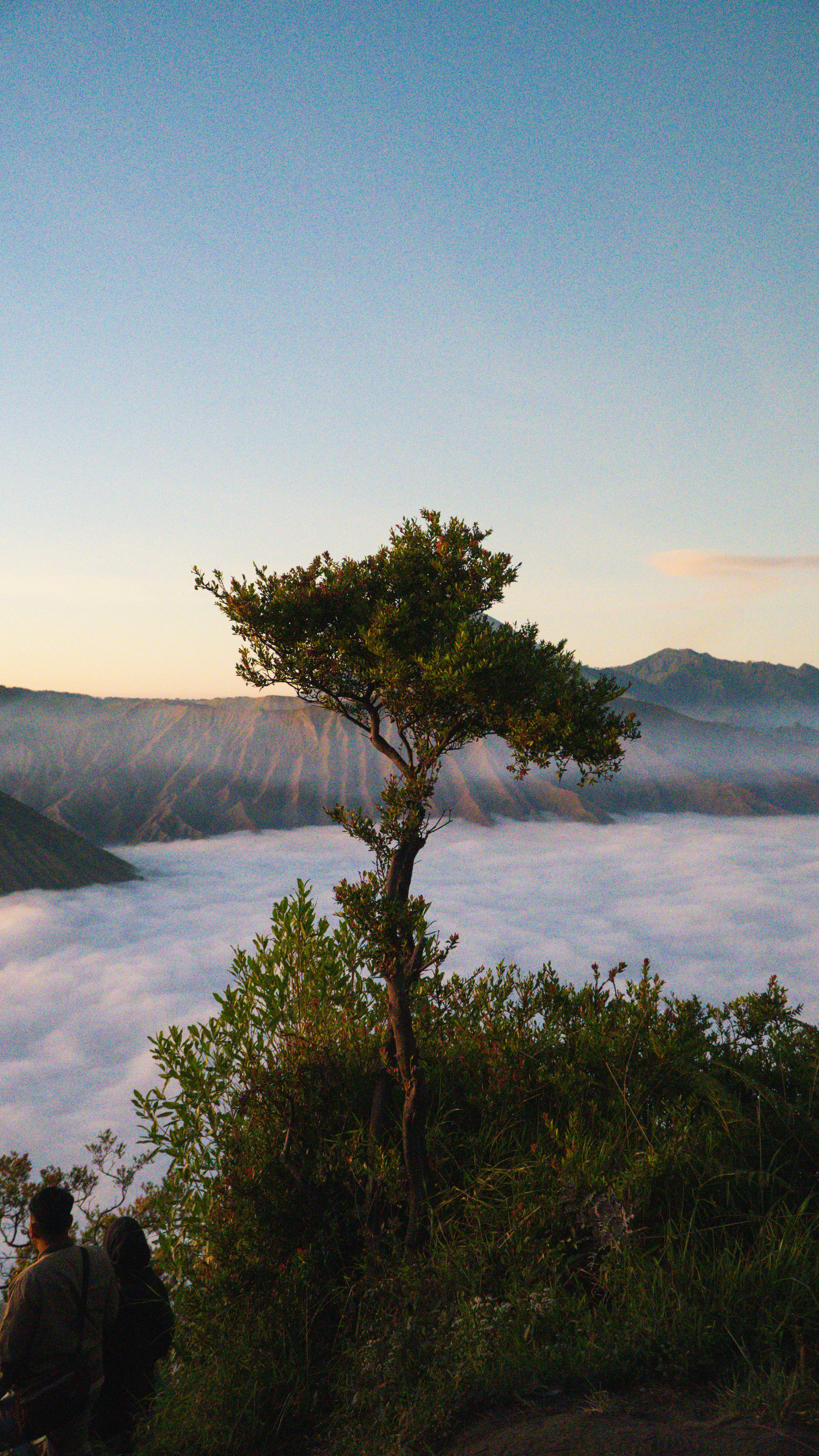 One of the tree in the Bromo Mountain