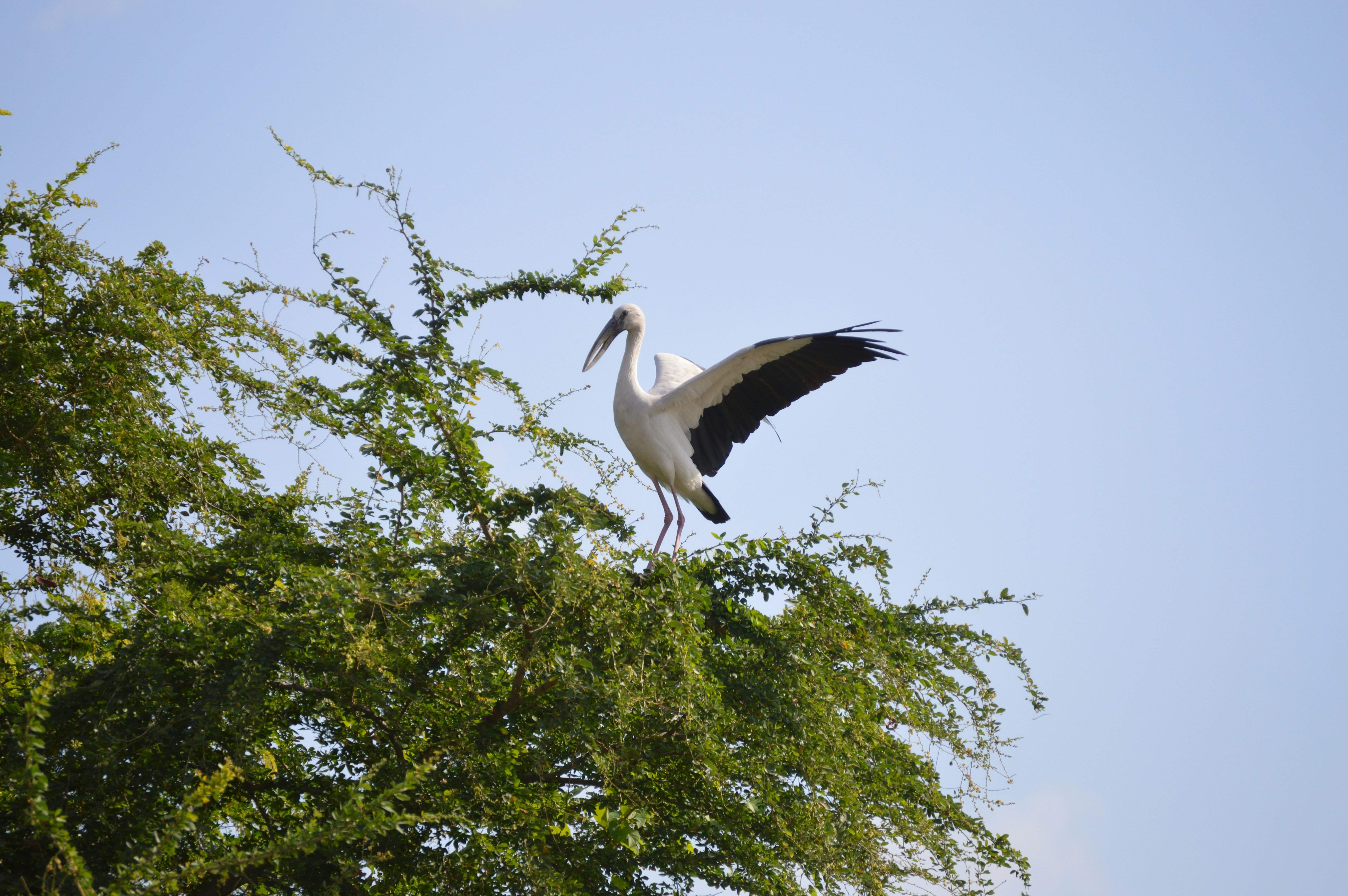 Photo by Bala Sundaresan with Nikon D3200