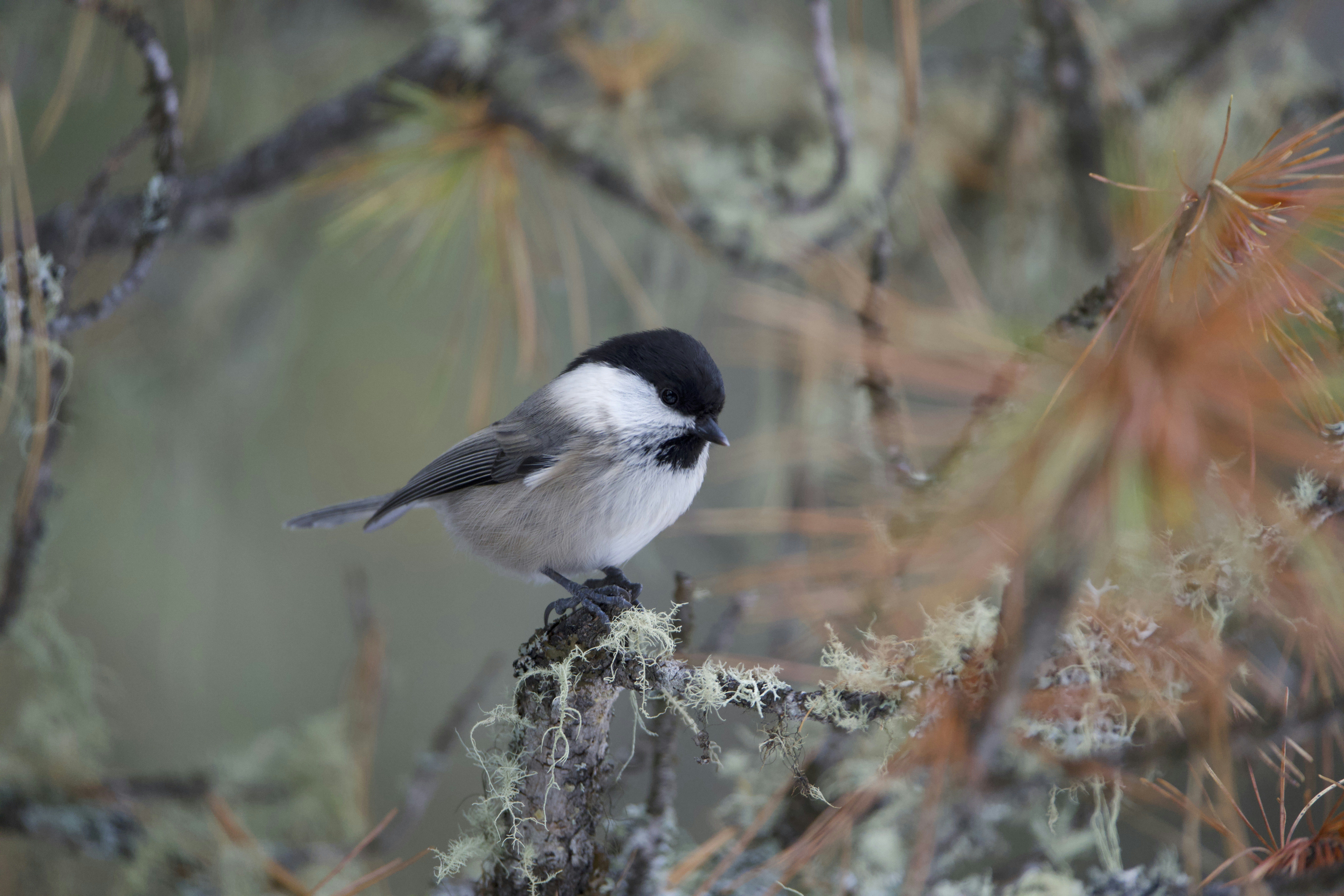 A small bird perched on a mossy branch