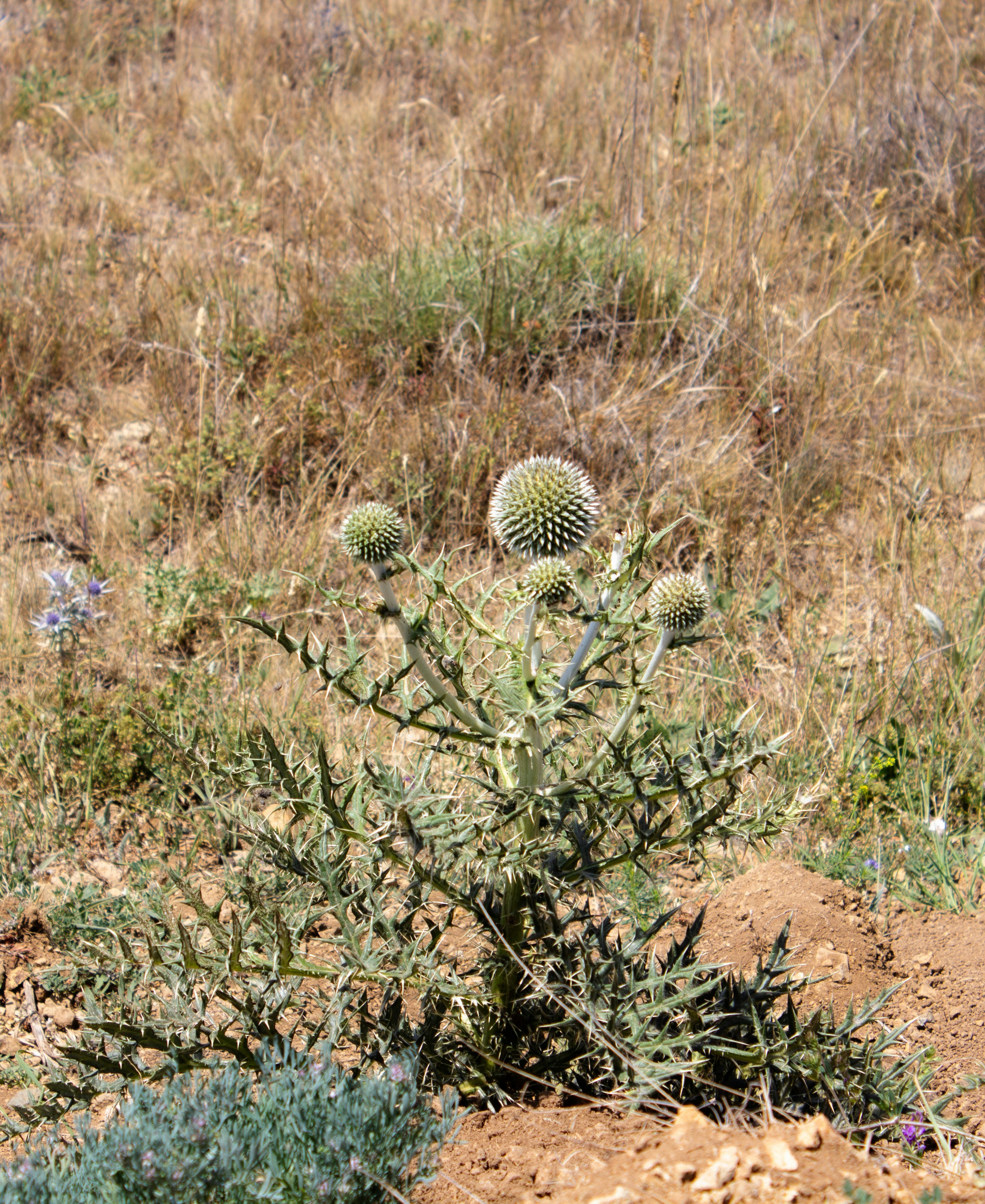 Photo by Elham Abdi with Canon EOS 600D