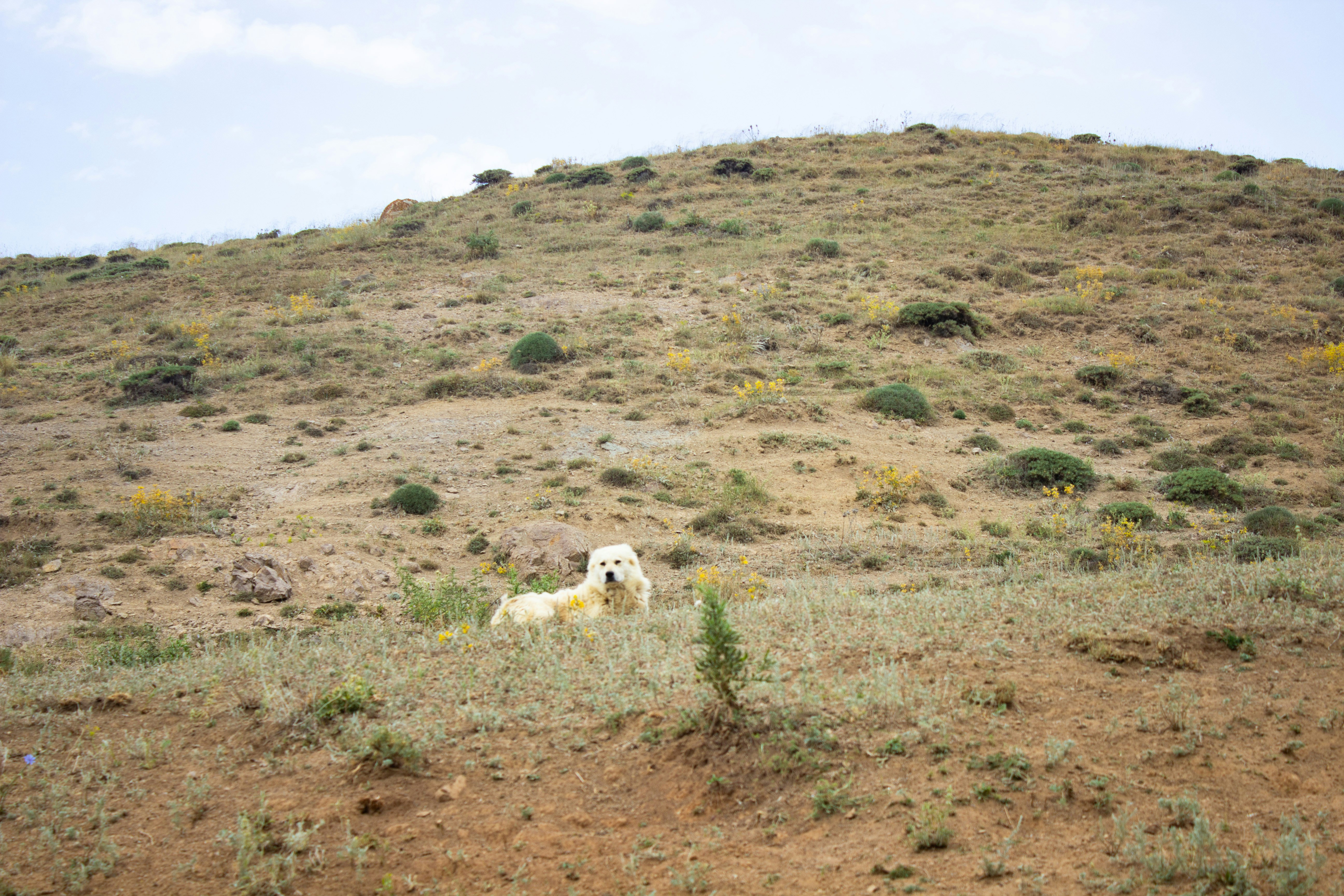 A Distant Guardian: Lone Dog Amid the Slope