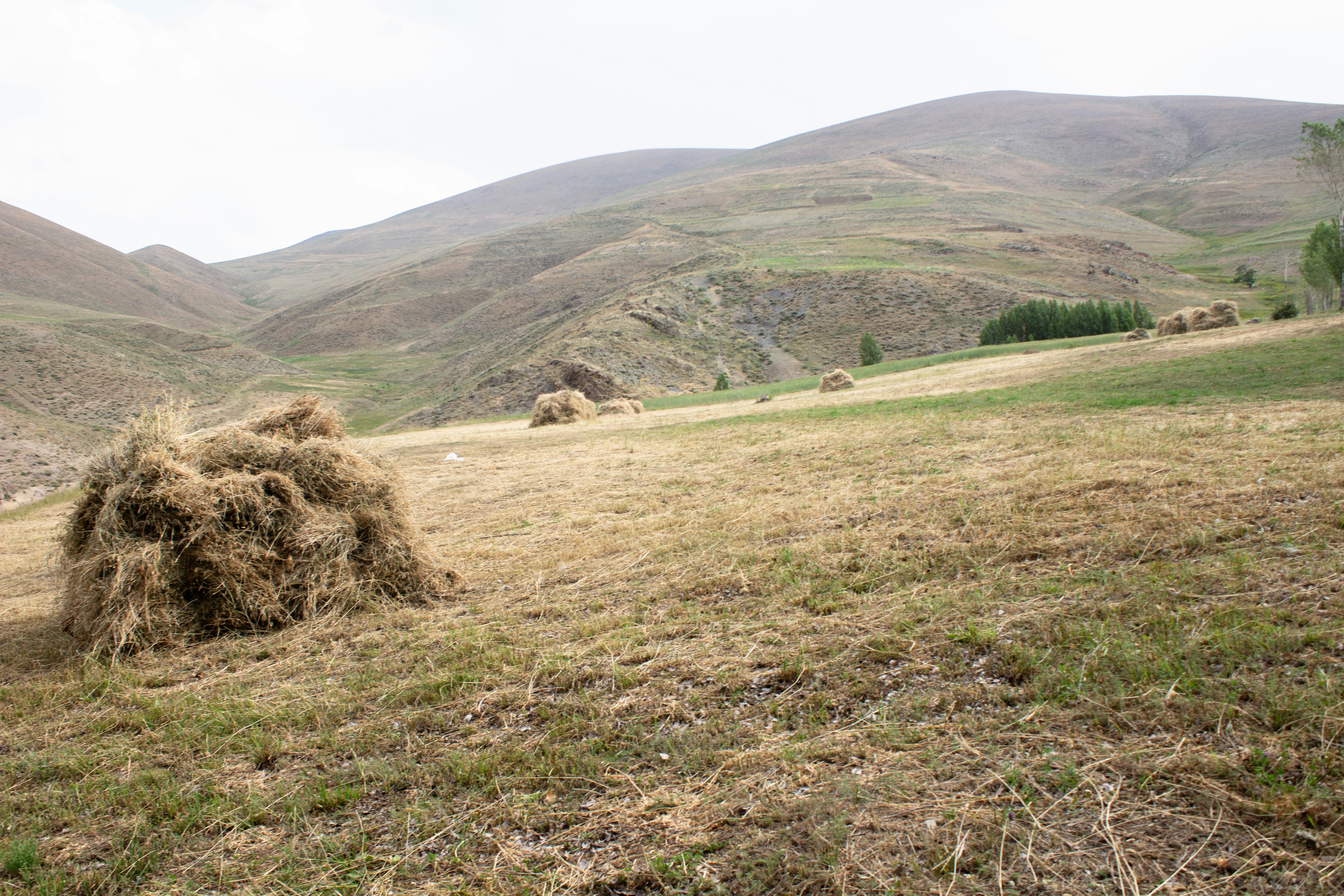 Golden Haystacks in a Quiet Valley