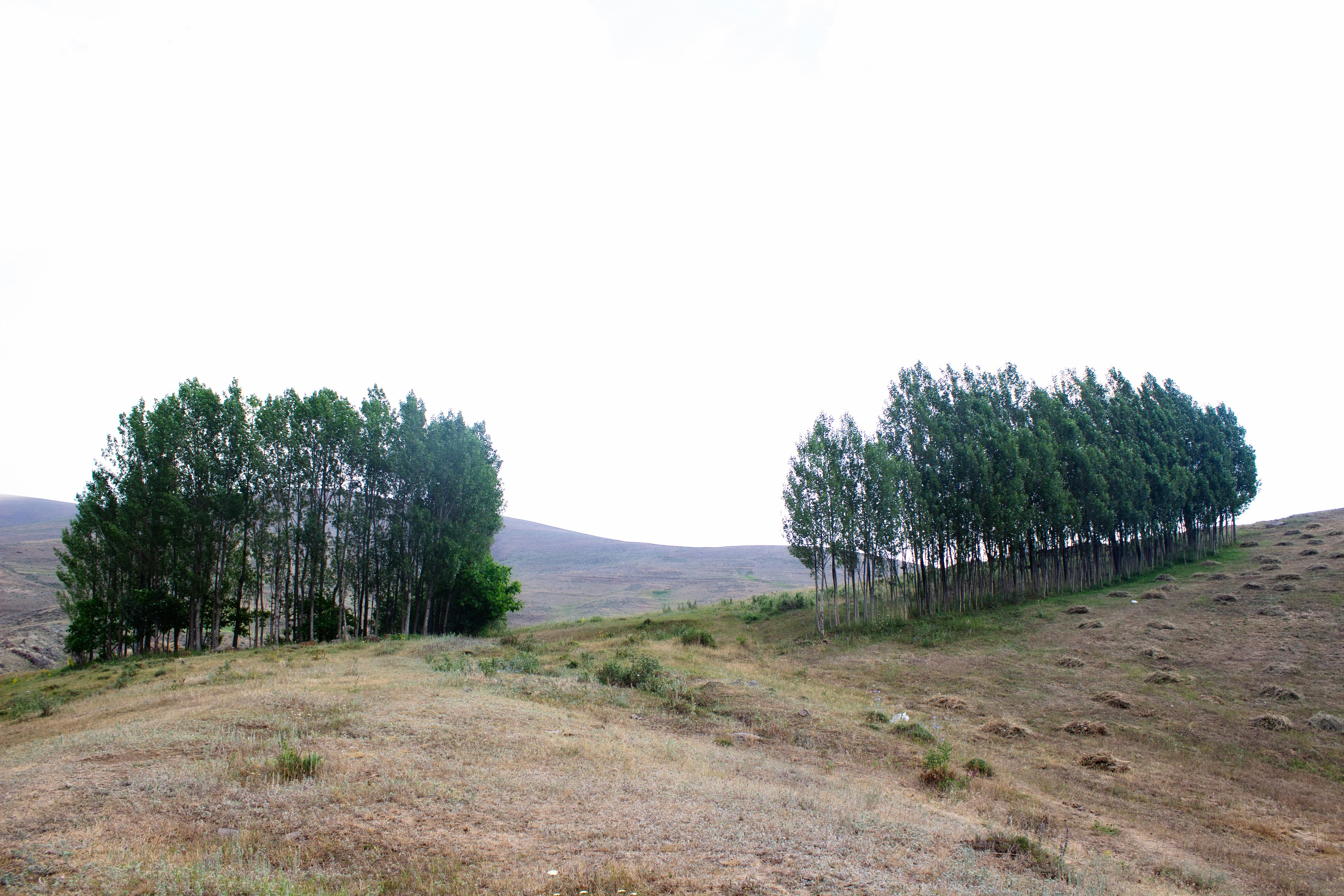 Horizon of Trees: A Quiet Ridge Line