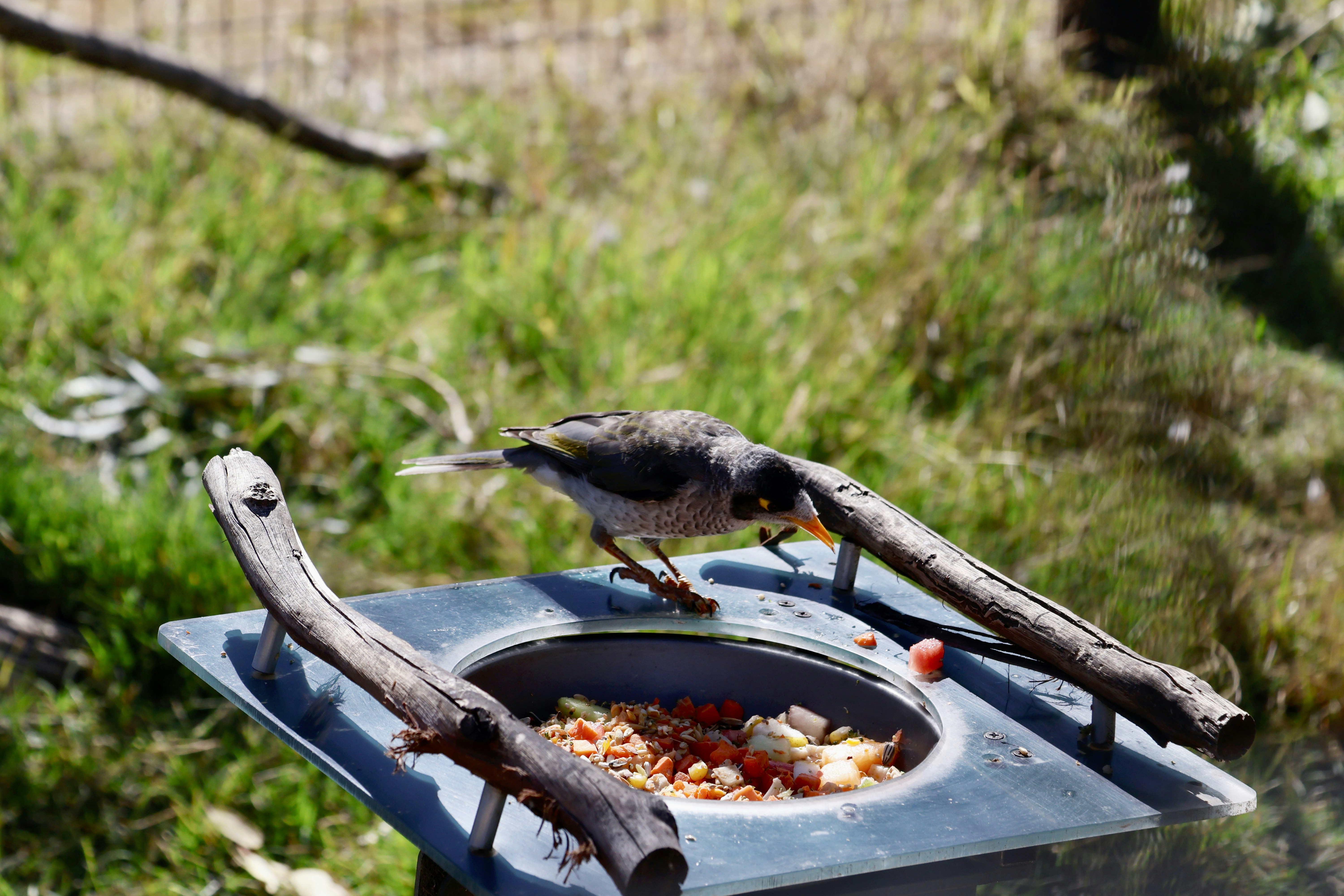 Bird perched on a blue feeding platform with scattered food, greenery in the background and a branch frame. The scene emphasizes the bird about to peck at the food in daylight.
