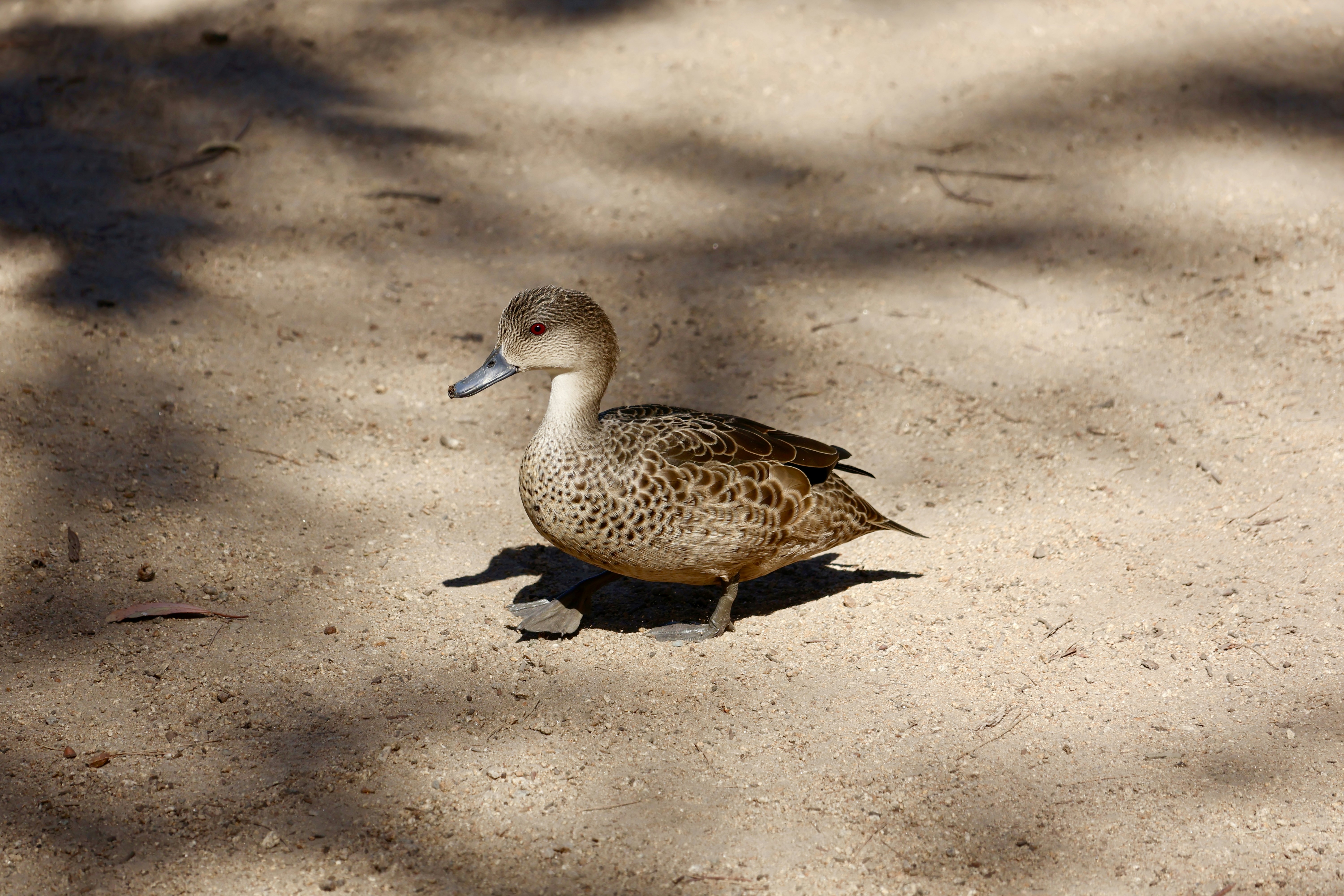 The grey teal, a dabbing duck found in open wetlands across Australia. It feeds mainly at the surface rather than by diving.