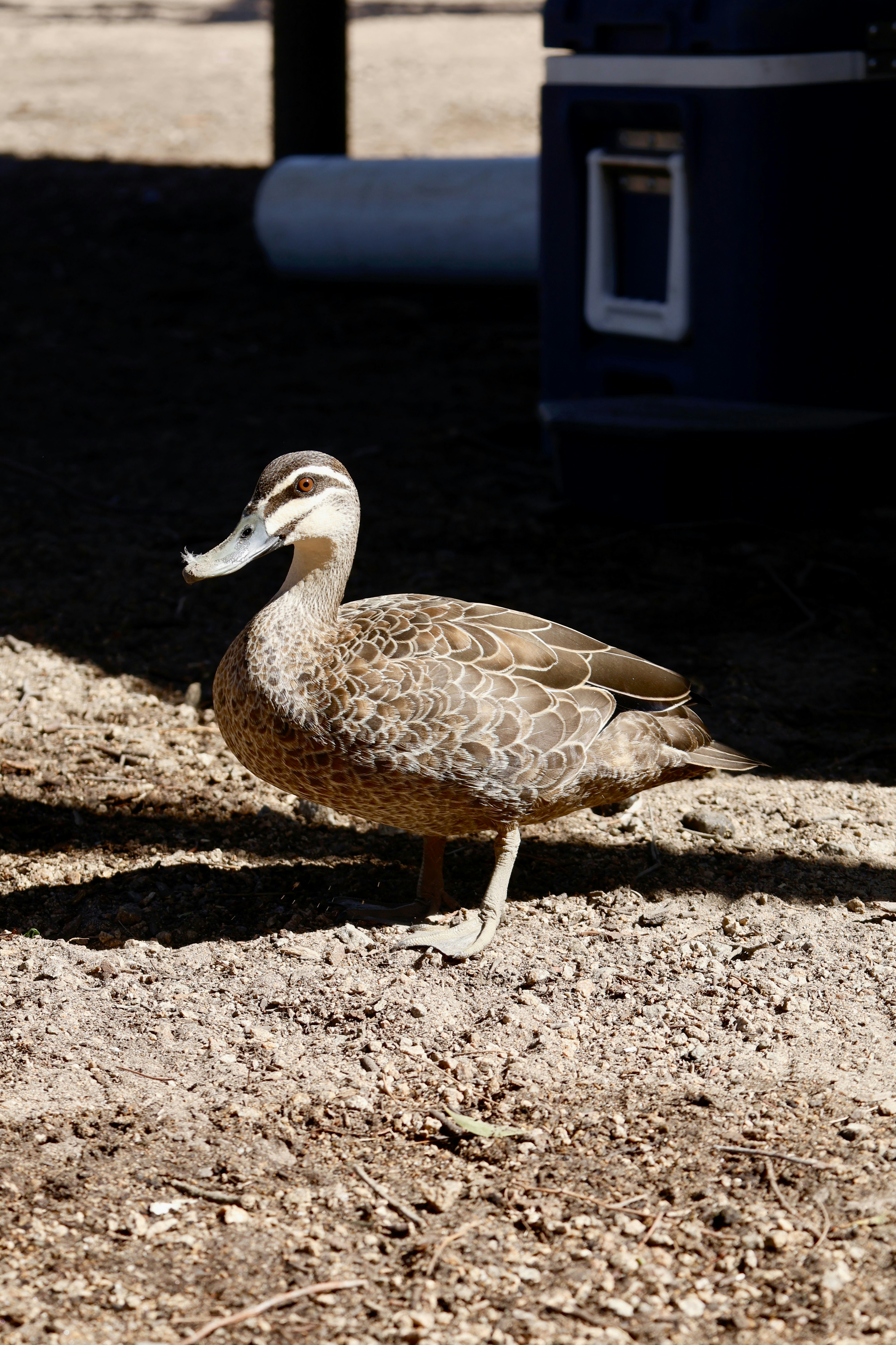 Solitary Duck in Dappled Sunlight by the Shore