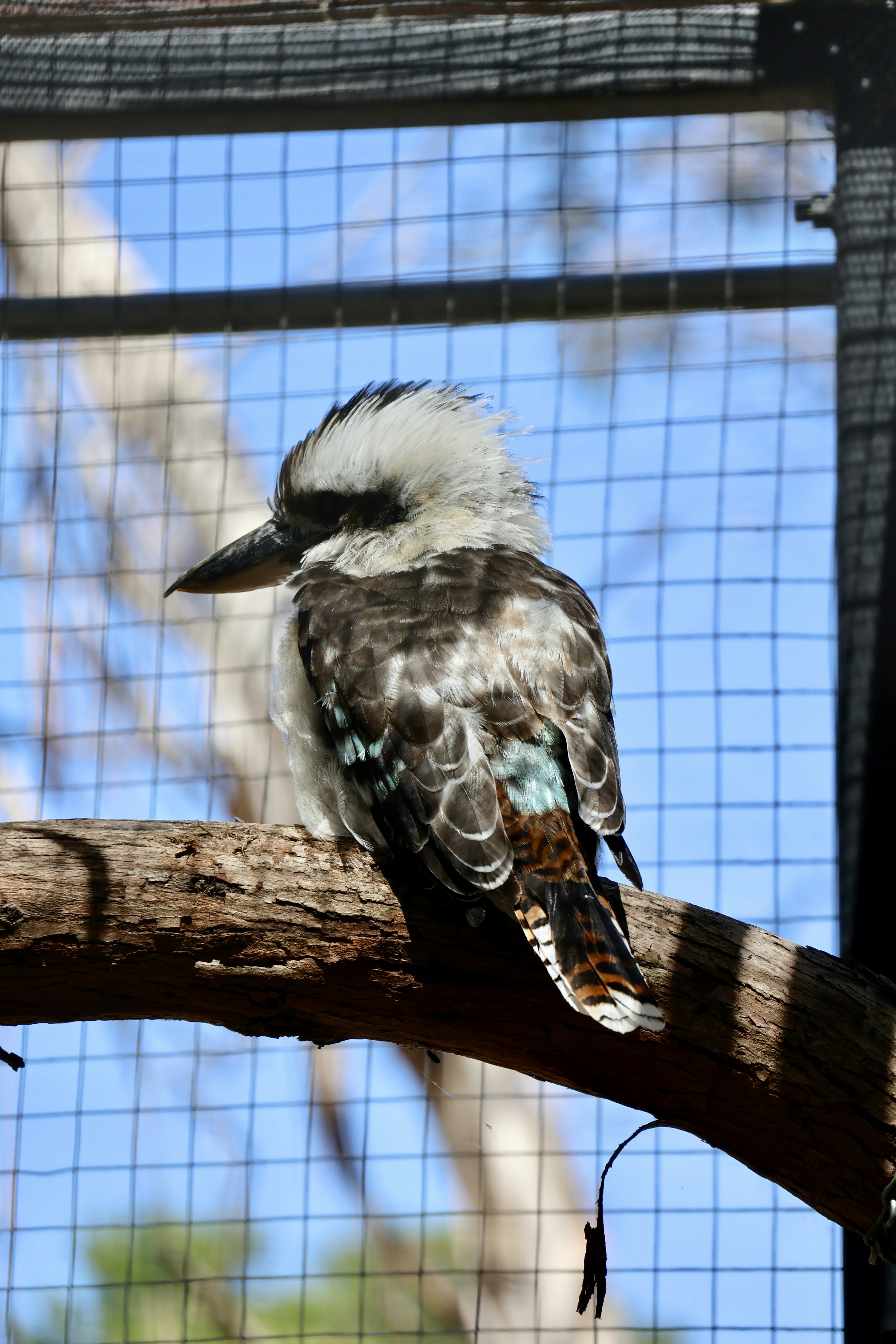 The laughing kookaburra is a large robust kingfisher with a whitish head and a brown eye-stripe, whose territorial call is a distinctive laugh that is often delivered by several birds at the same time.