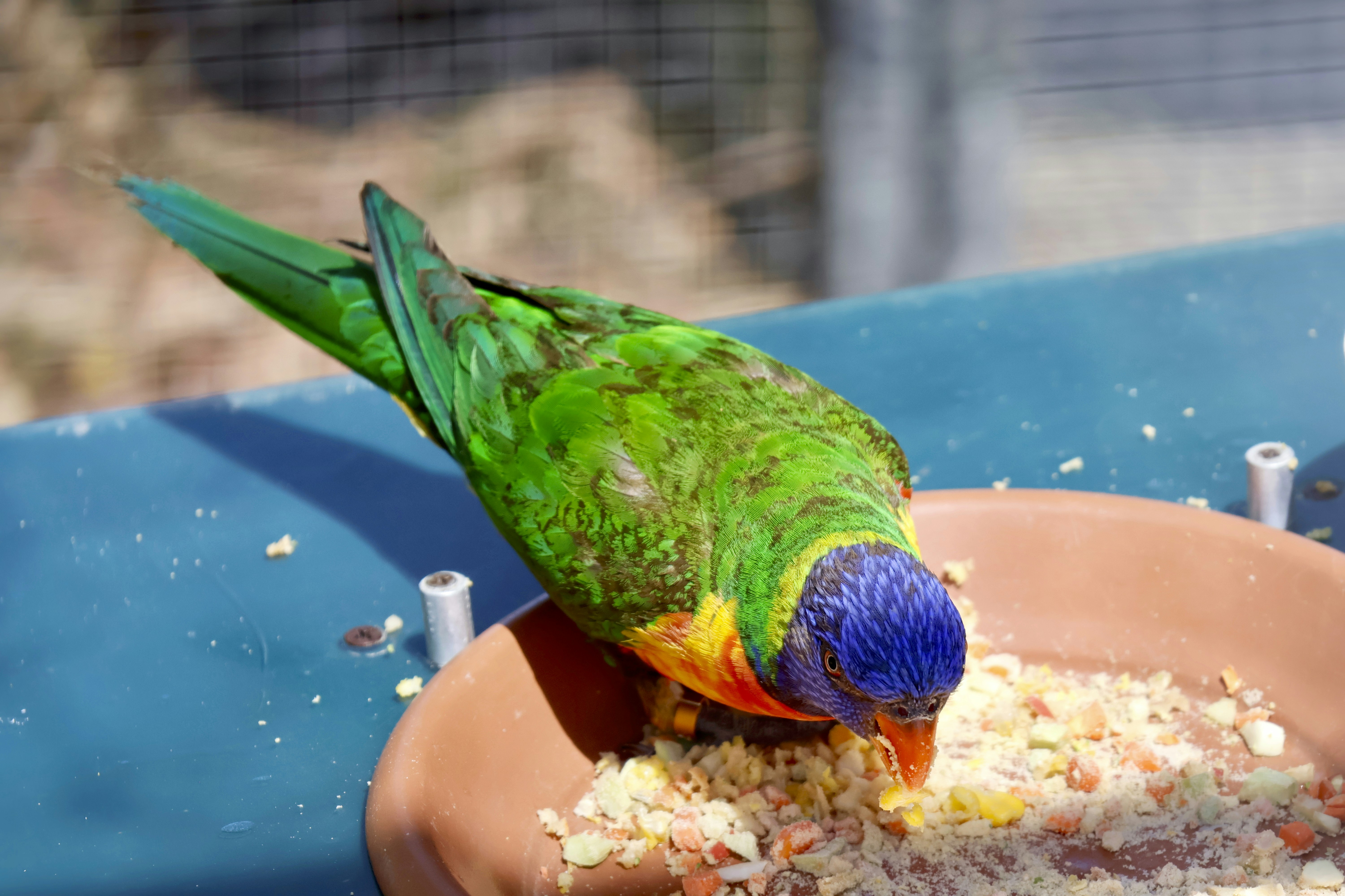 The rainbow lorikeet is a species of parrot found in Australia.