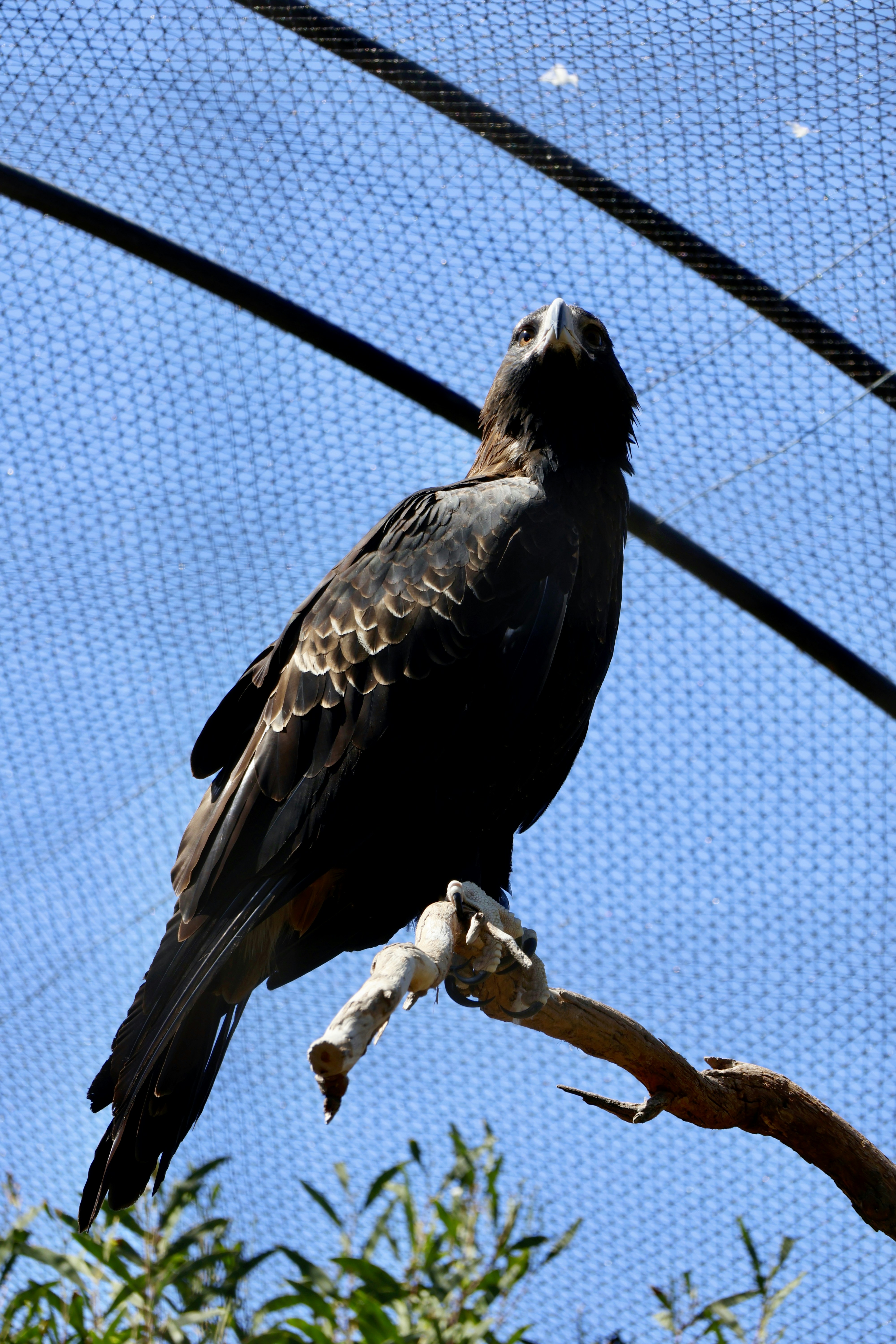 Raptor in Perimeter of Sky: A Hawk Observes from the Perch