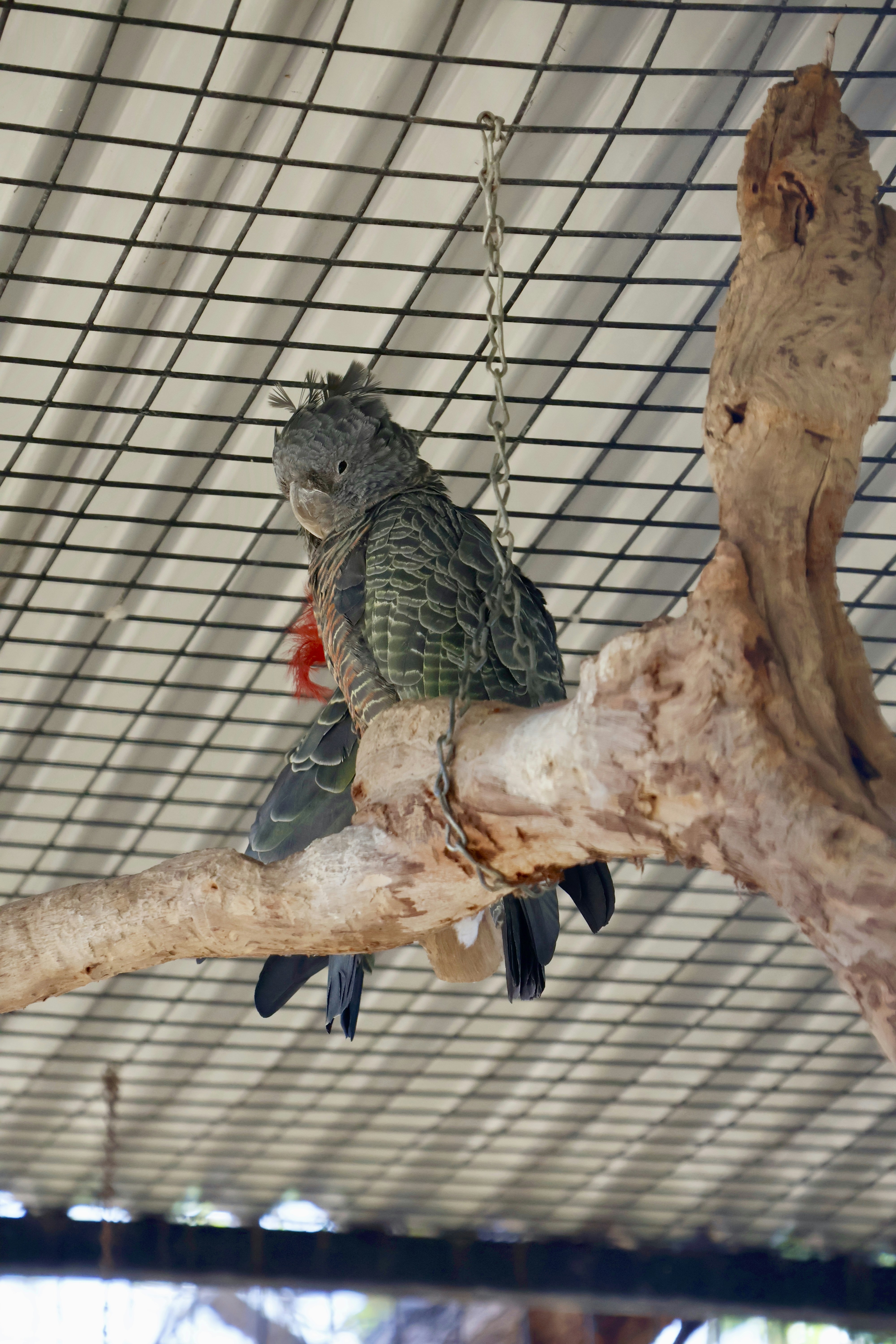 Red-crowned Parrot on a Weathered Branch Under a Grid Ceiling