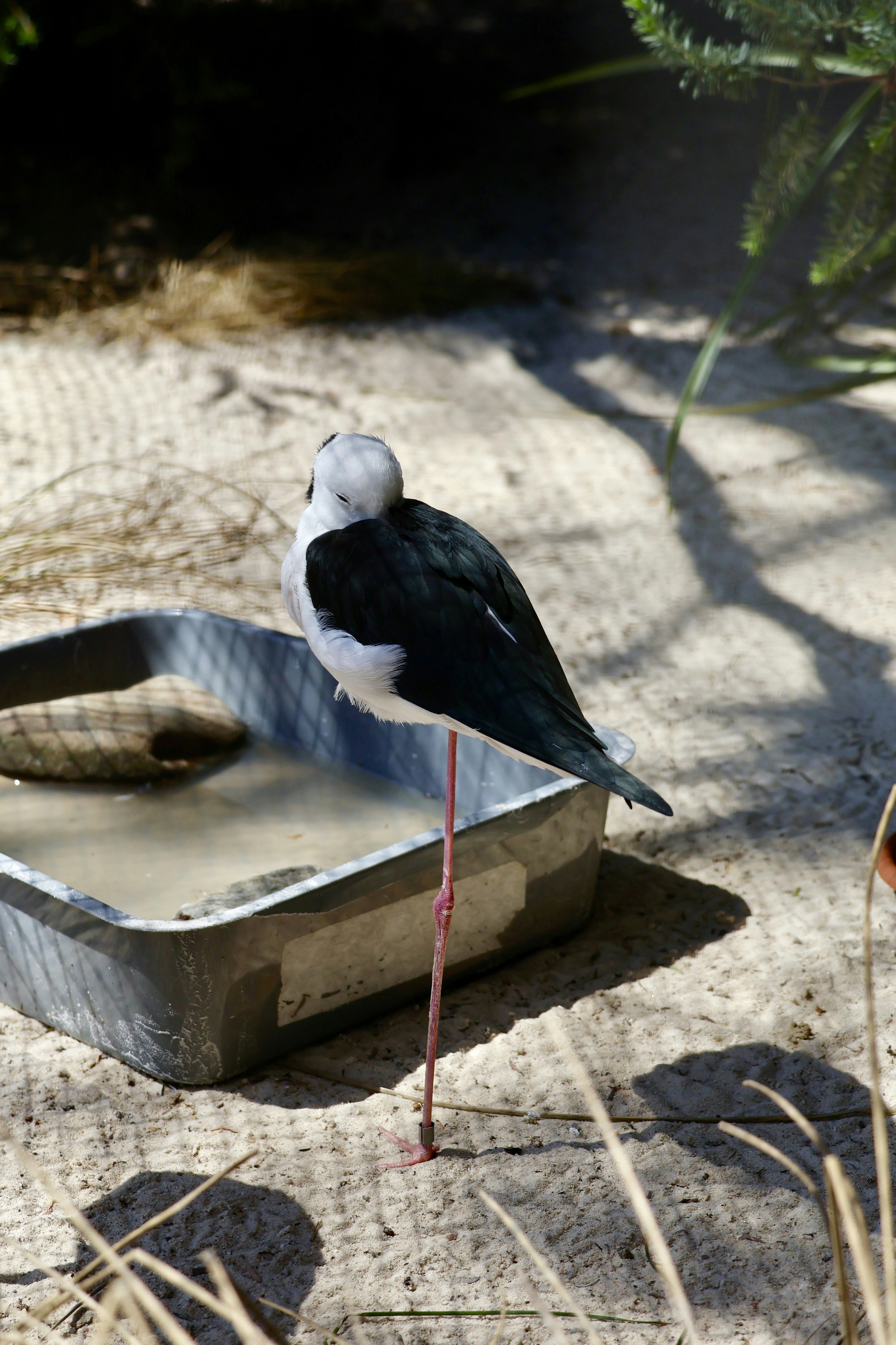 Elegant Shorebird on One Leg by a Water Tray