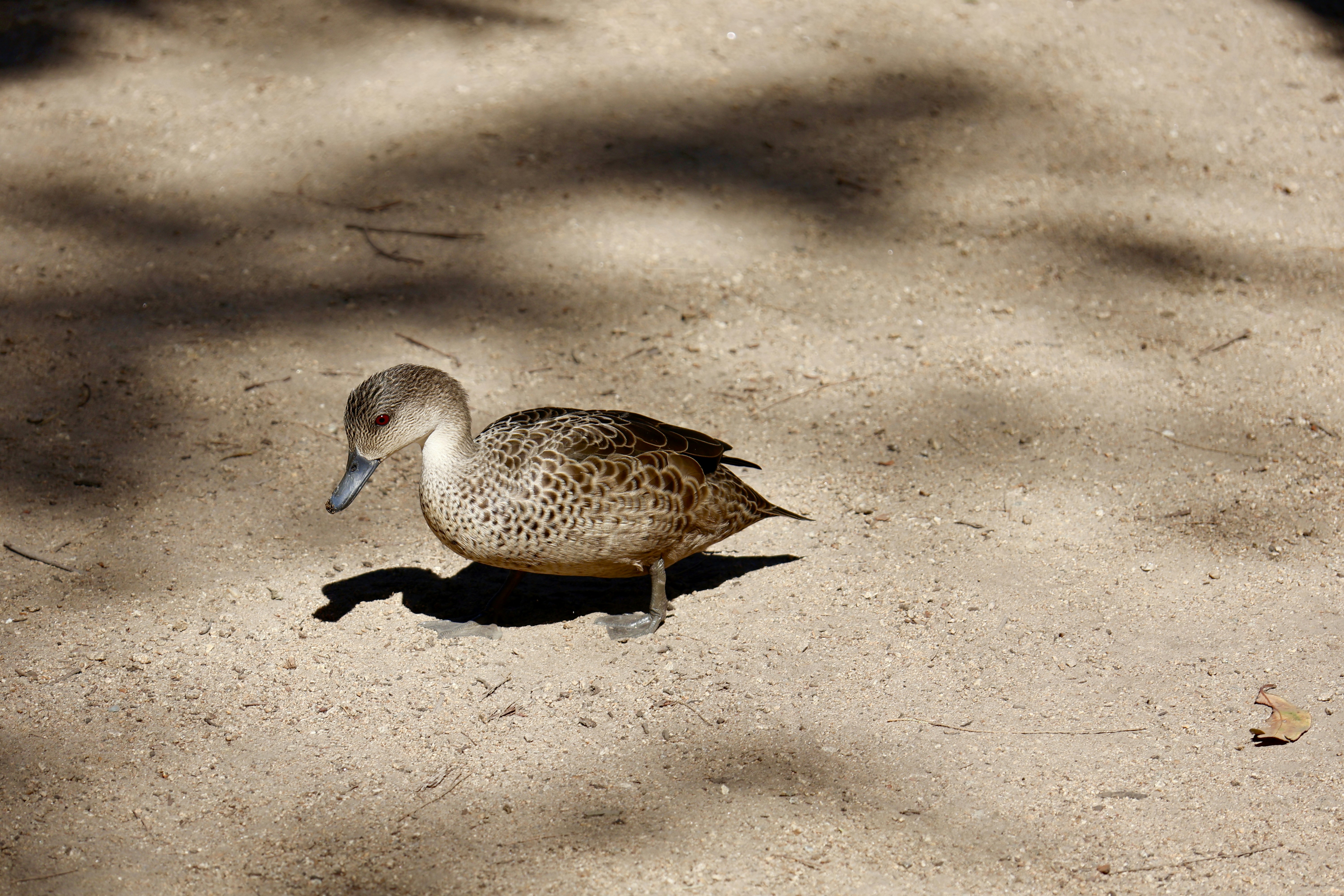 Amber-toned Duck in Dappled Sandlight