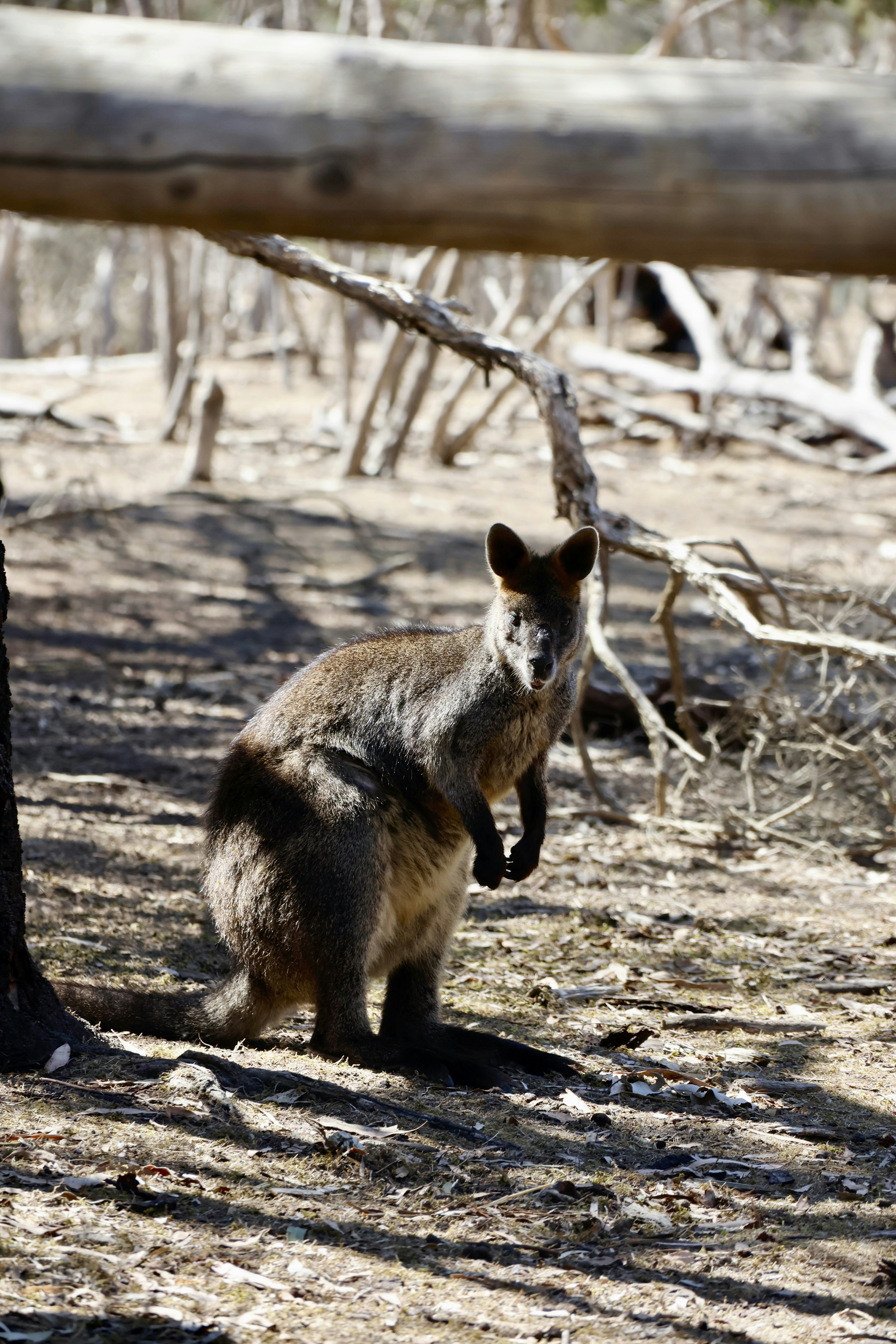 A wallaby.
