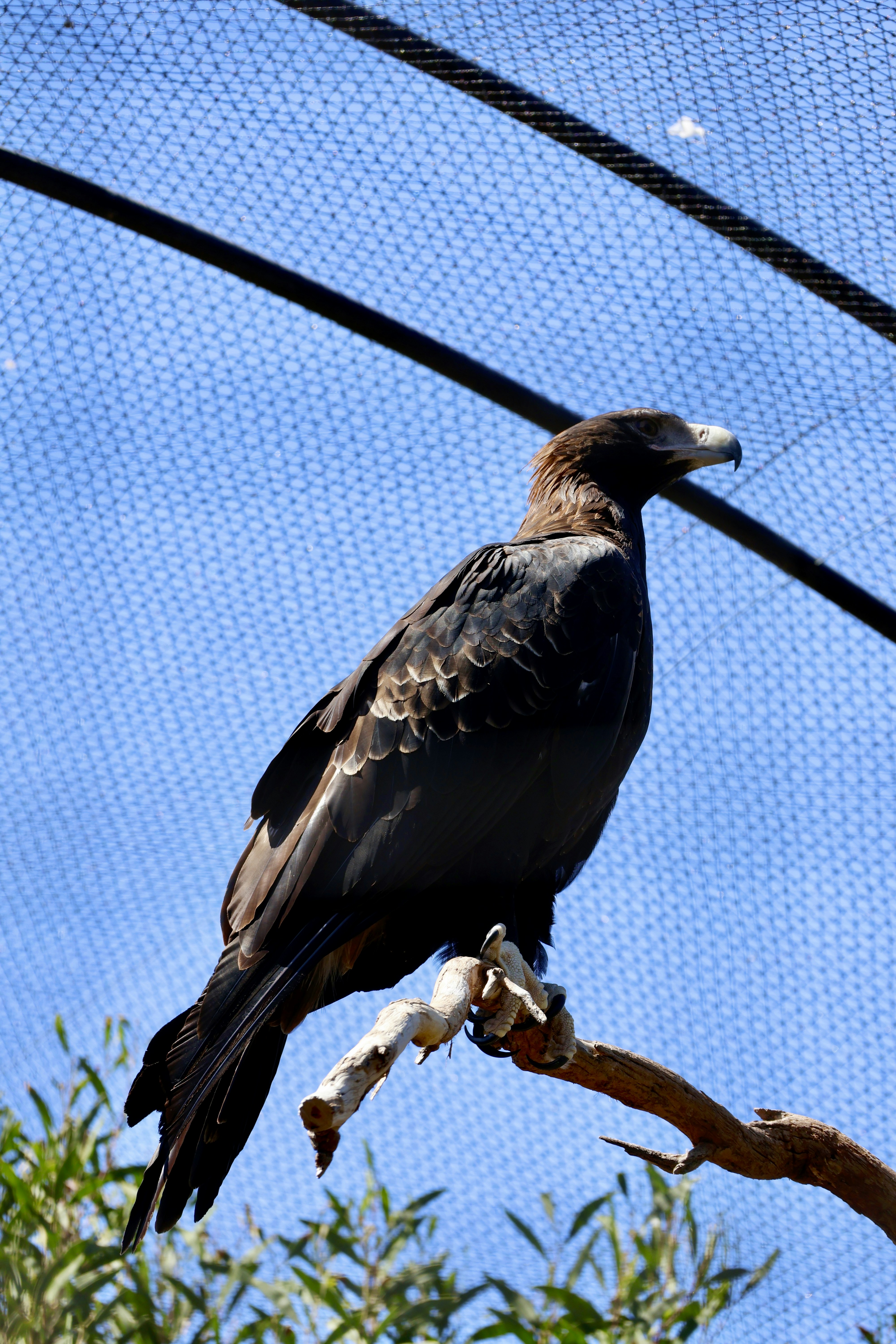 Iron Sentinel: A Banded Eagle Perched Beneath a Netted Sky