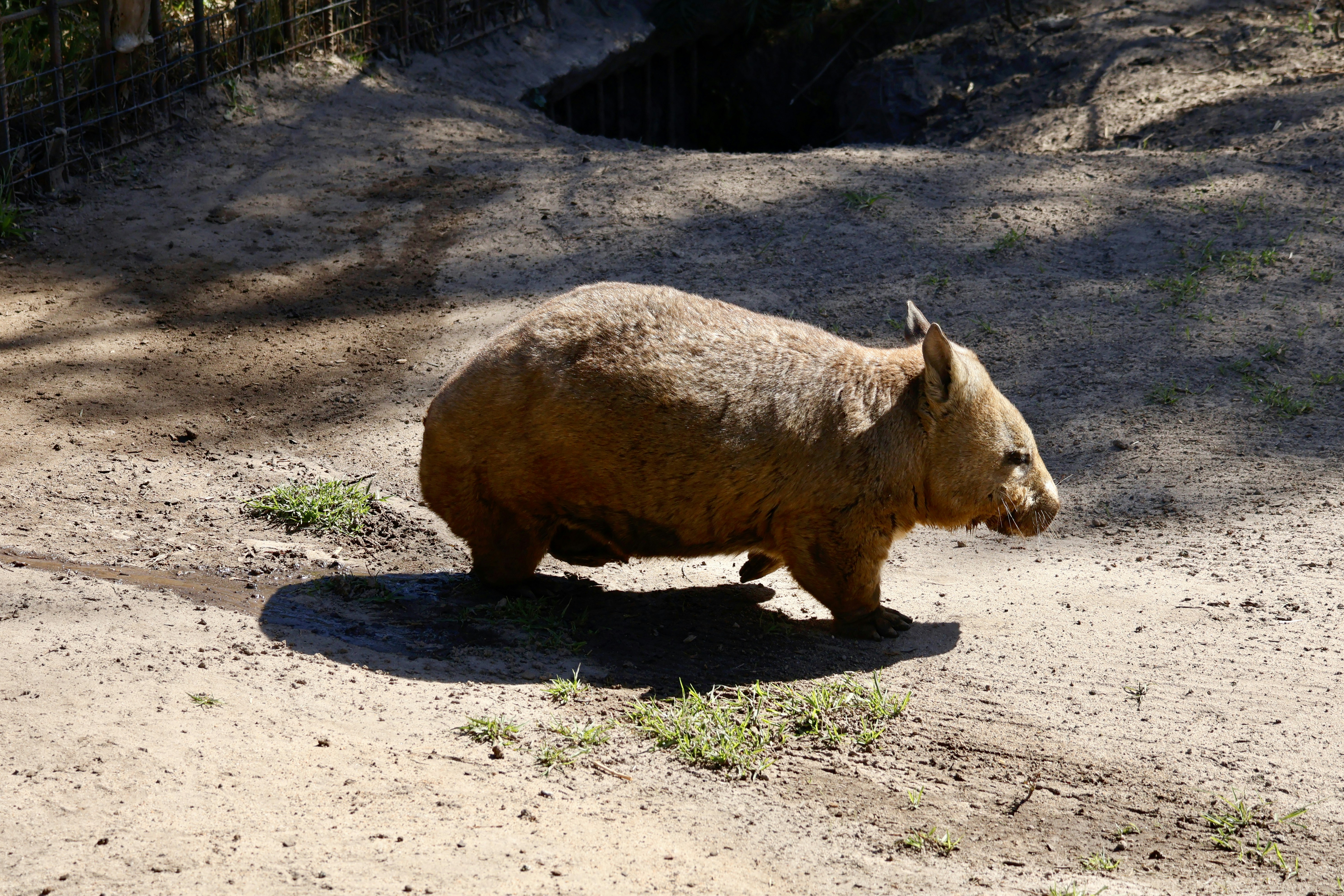 An Australian wombat.