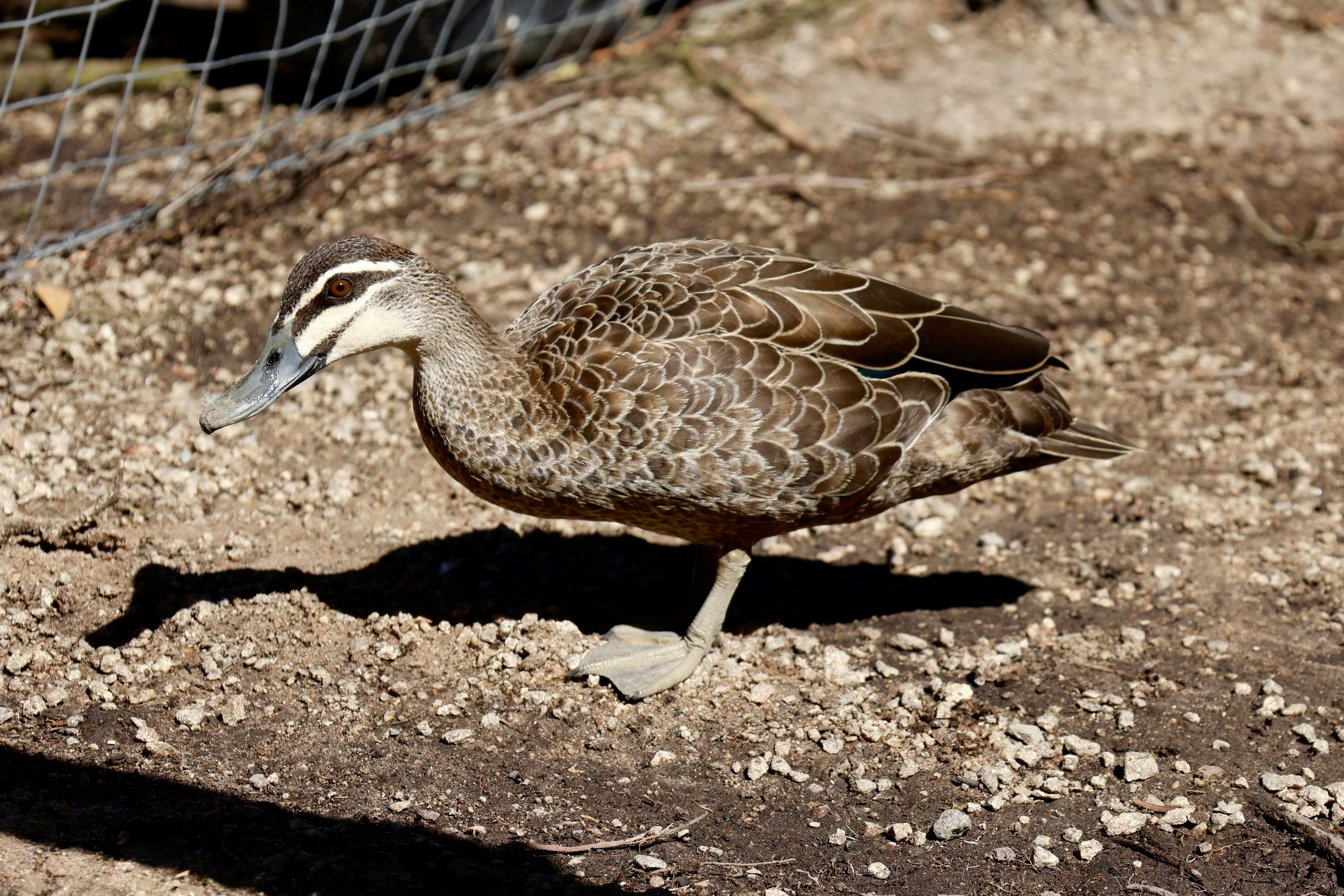 The grey teal, a dabbing duck found in open wetlands across Australia. It feeds mainly at the surface rather than by diving.