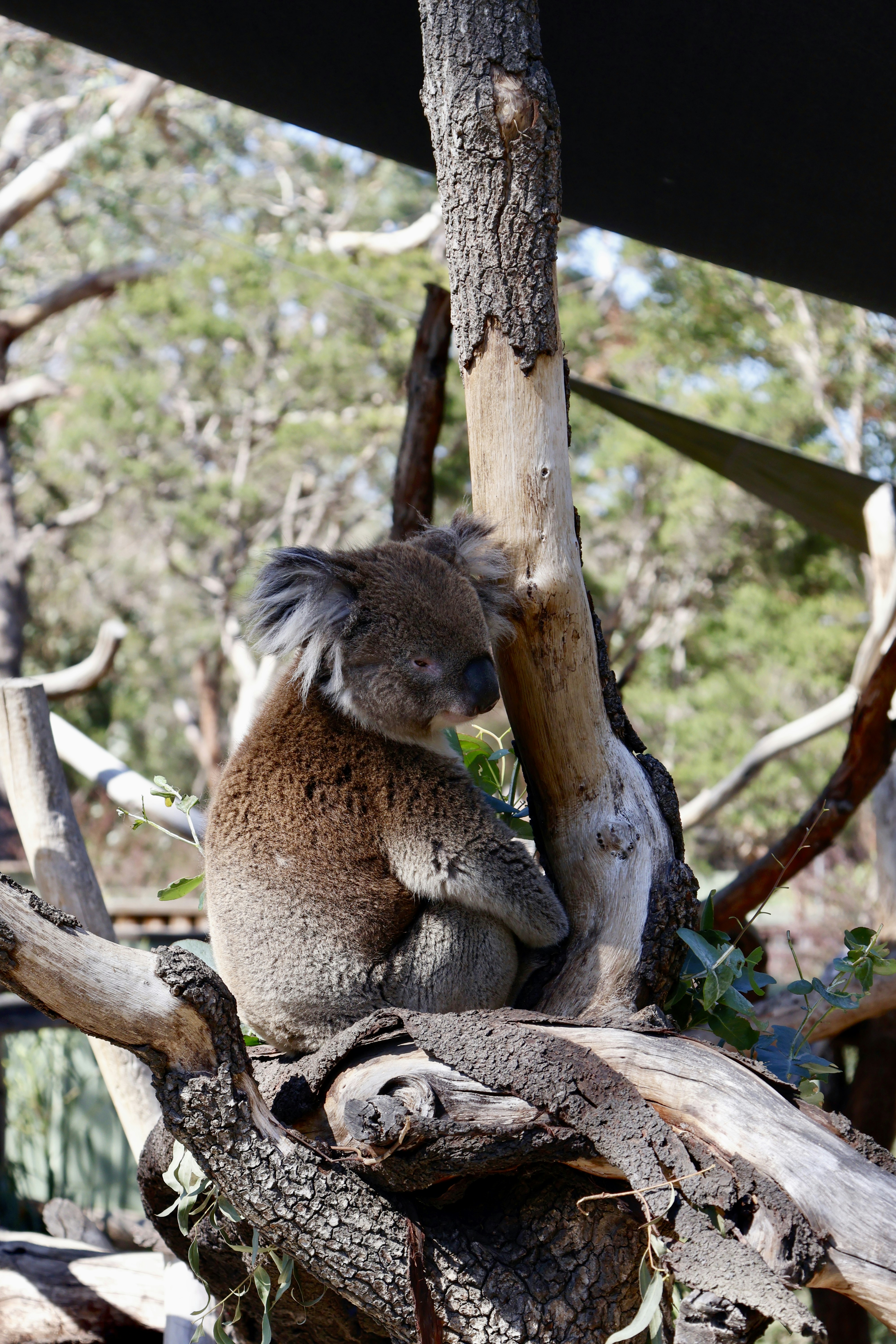 Cozy Koala Nestled in a Sunlit Eucalyptus Trunk