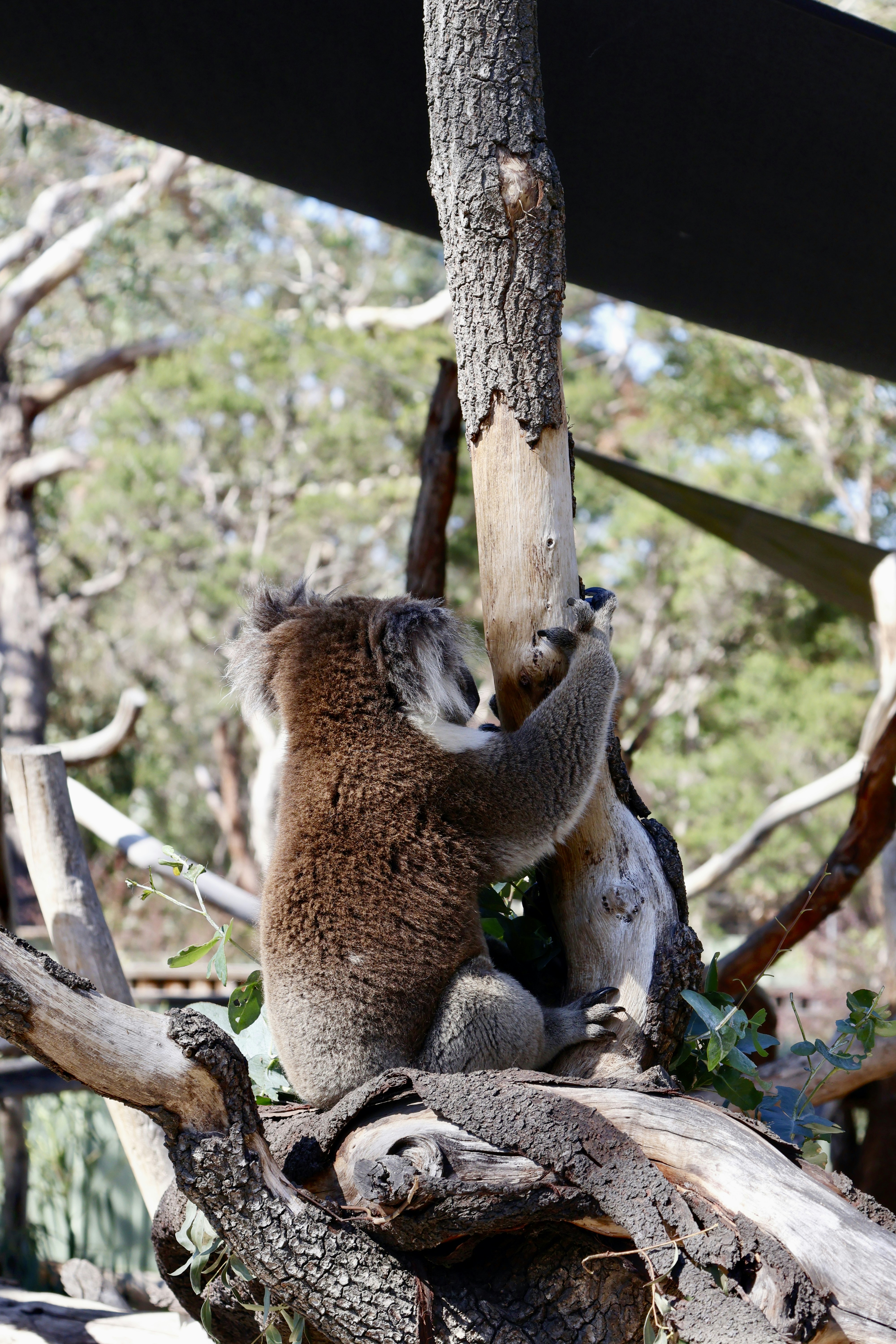 Climbing Koala: A Tree-Borne Tug-of-Wurx