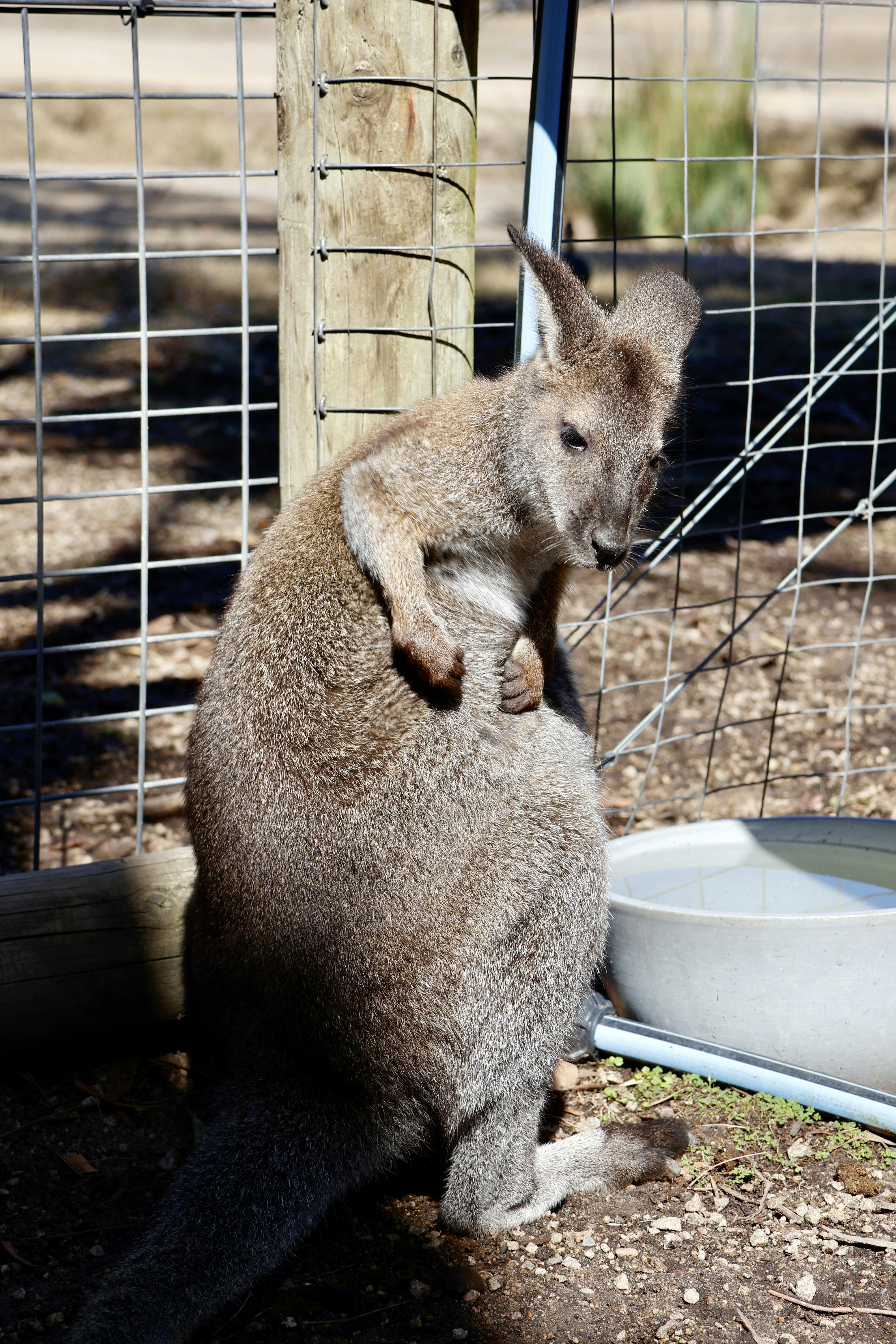Curious Kangaroo Pauses mid-lean against a sunlit fence