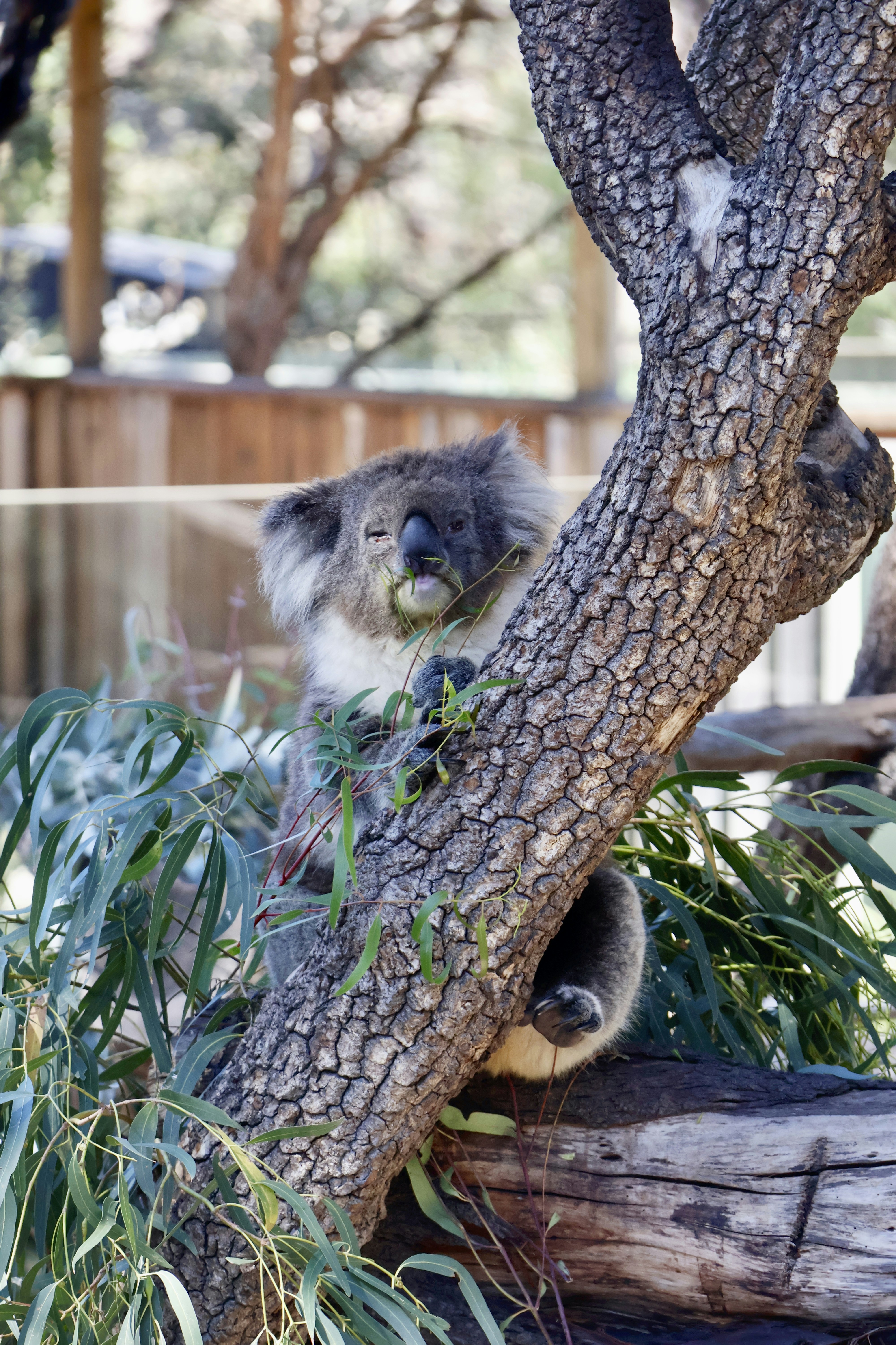 Koala Cloaked in Bark: A Quiet Snack Above the Forest Floor