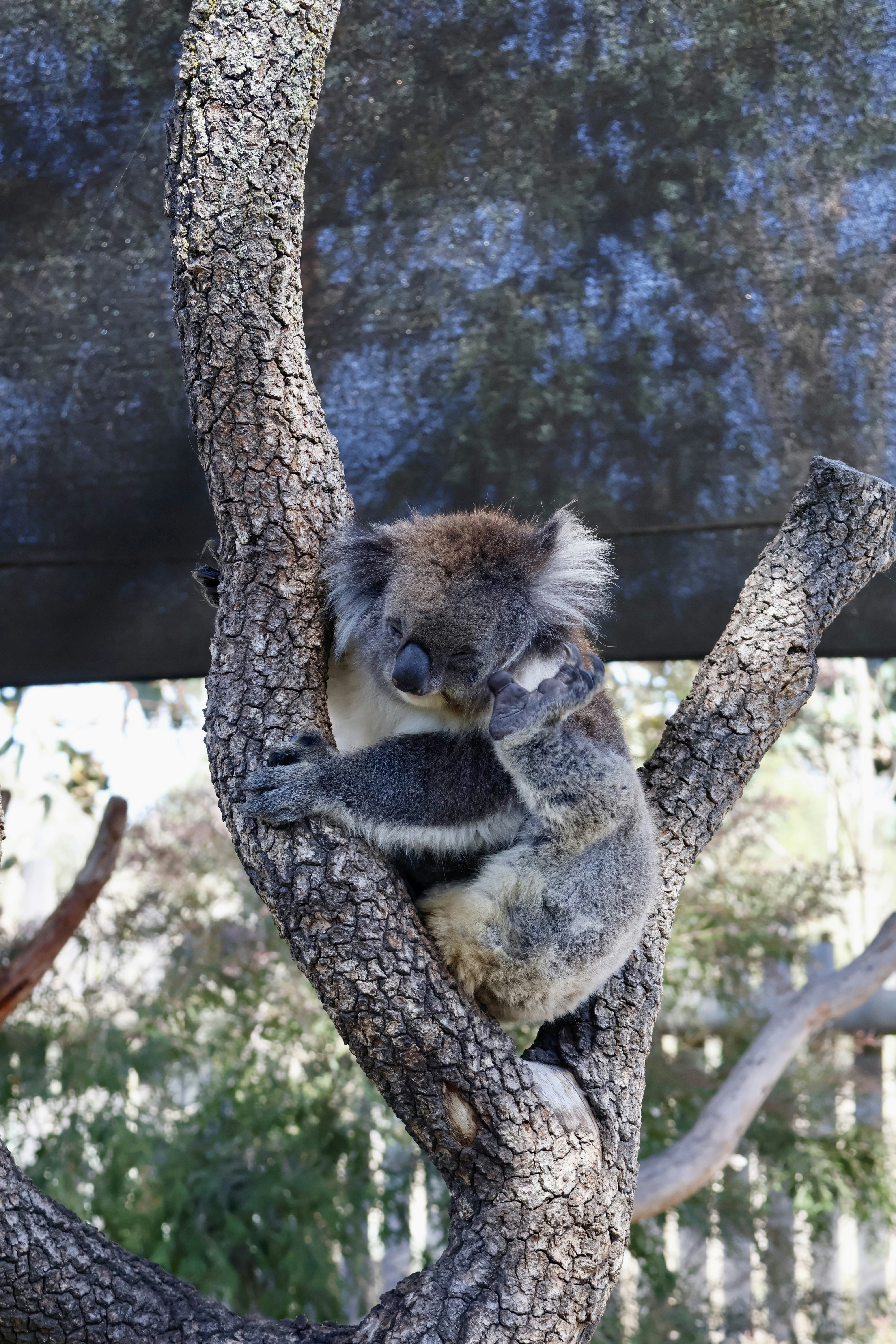 A koala giving itself a scratch.