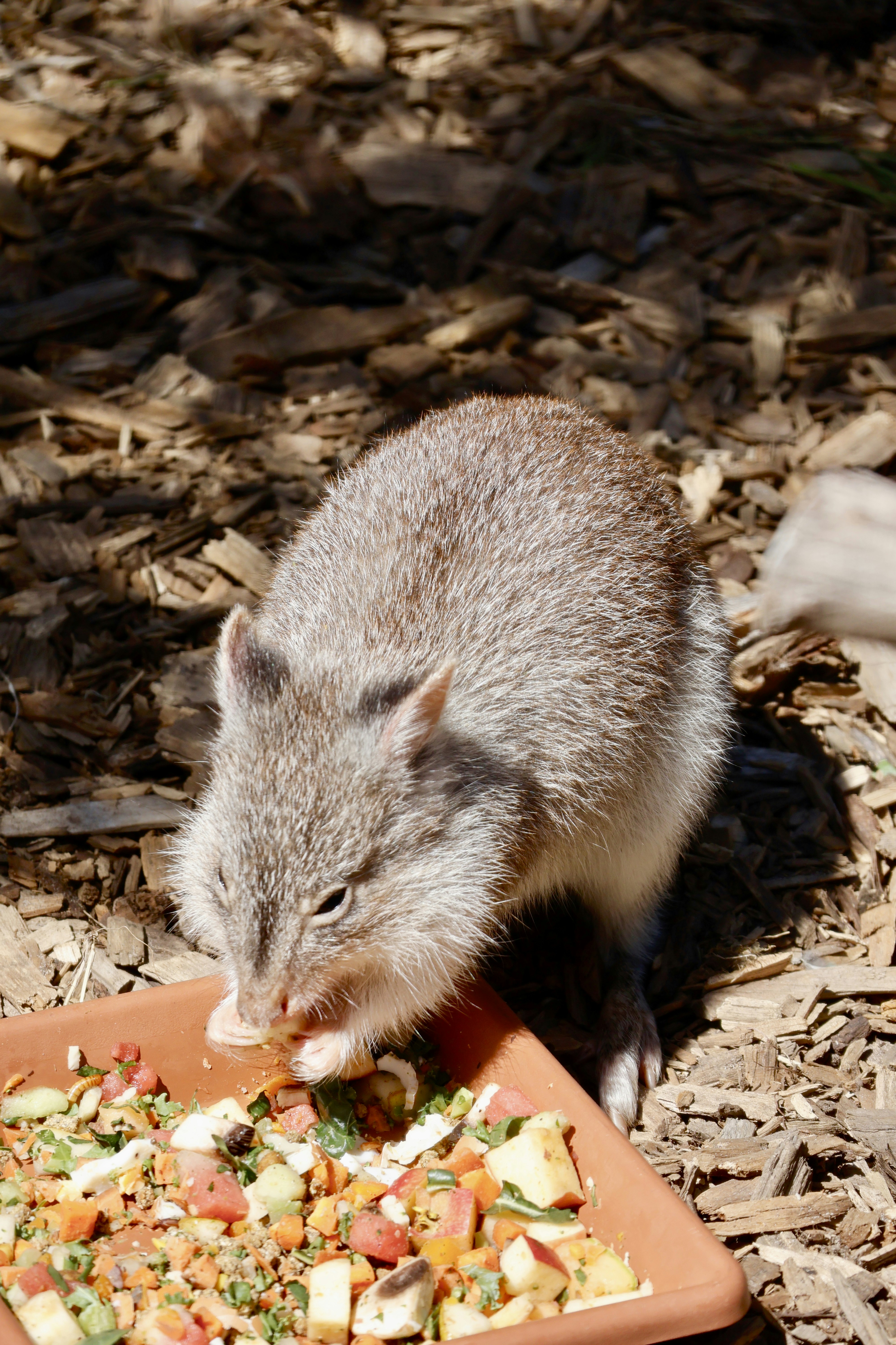 The long-nosed potoroo is a small, hopping mammal native to forests and shrubland of southeastern Australia and Tasmania.