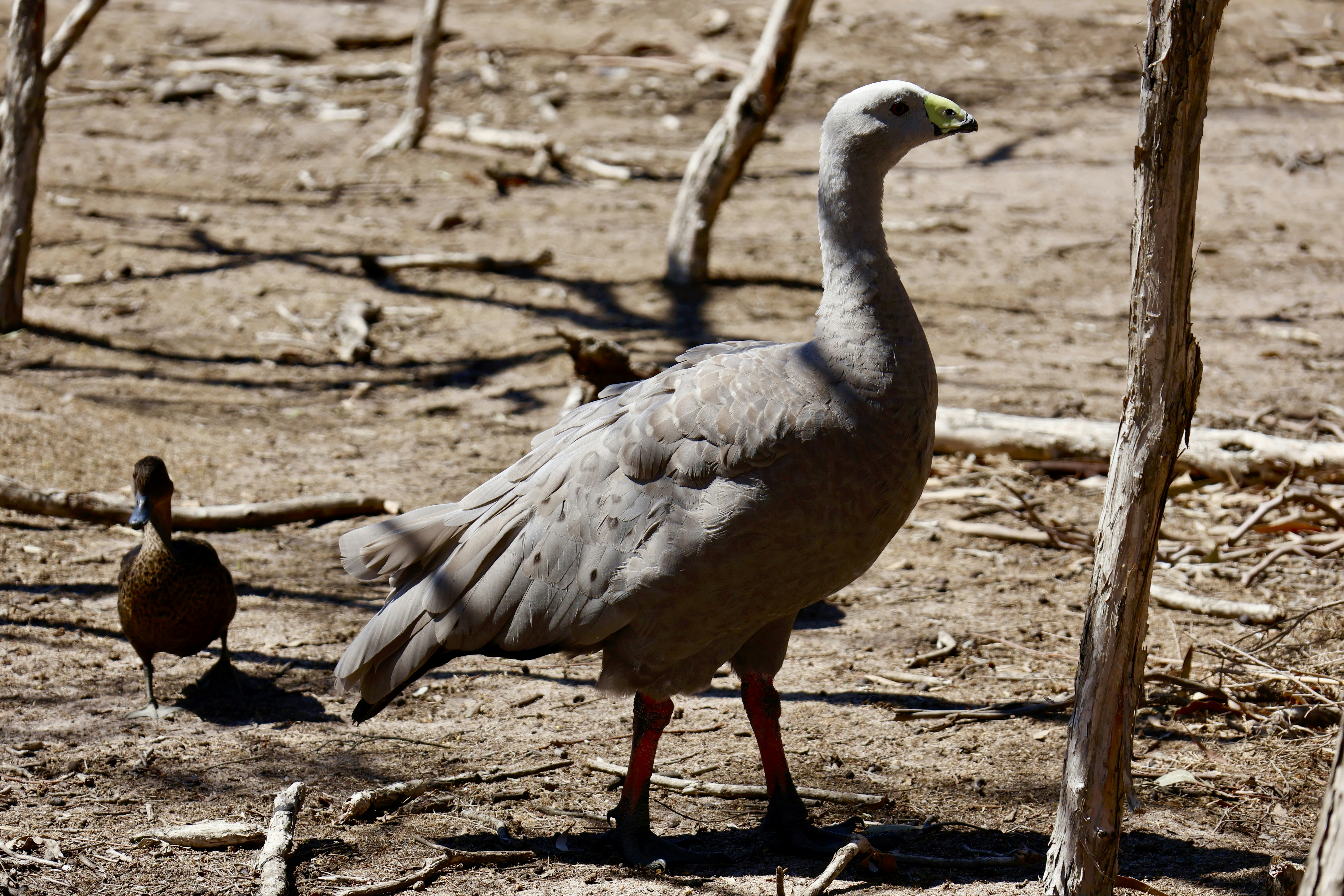 The Cape Barren goose, sometimes also known as the pig goose, is a species of goose endemic from southern Australia. Behind the goose is the grey teal, a dabbing duck native to Australia.