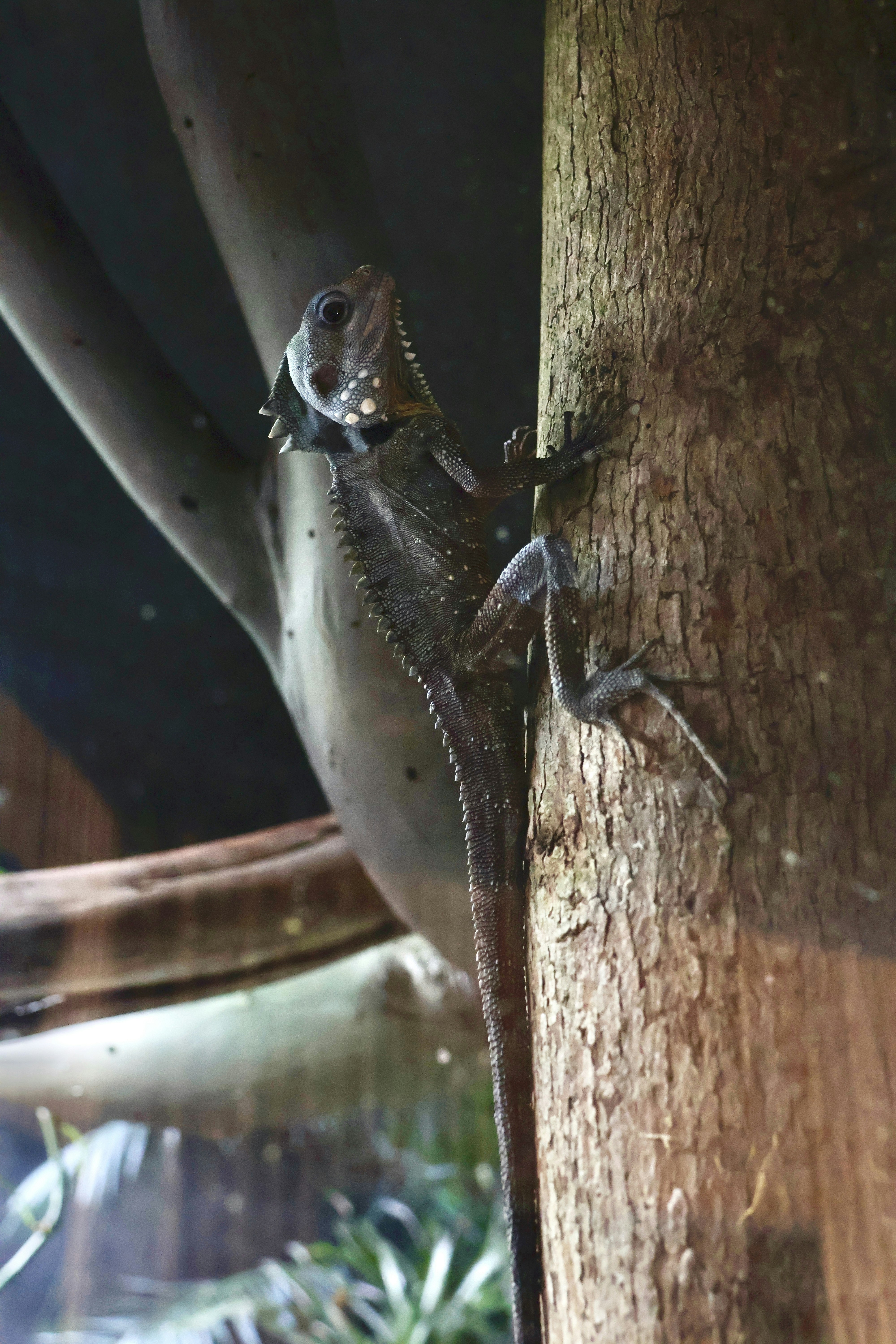 The Australian water dragon, a semi-aquatic iguanian lizard native to Australia.