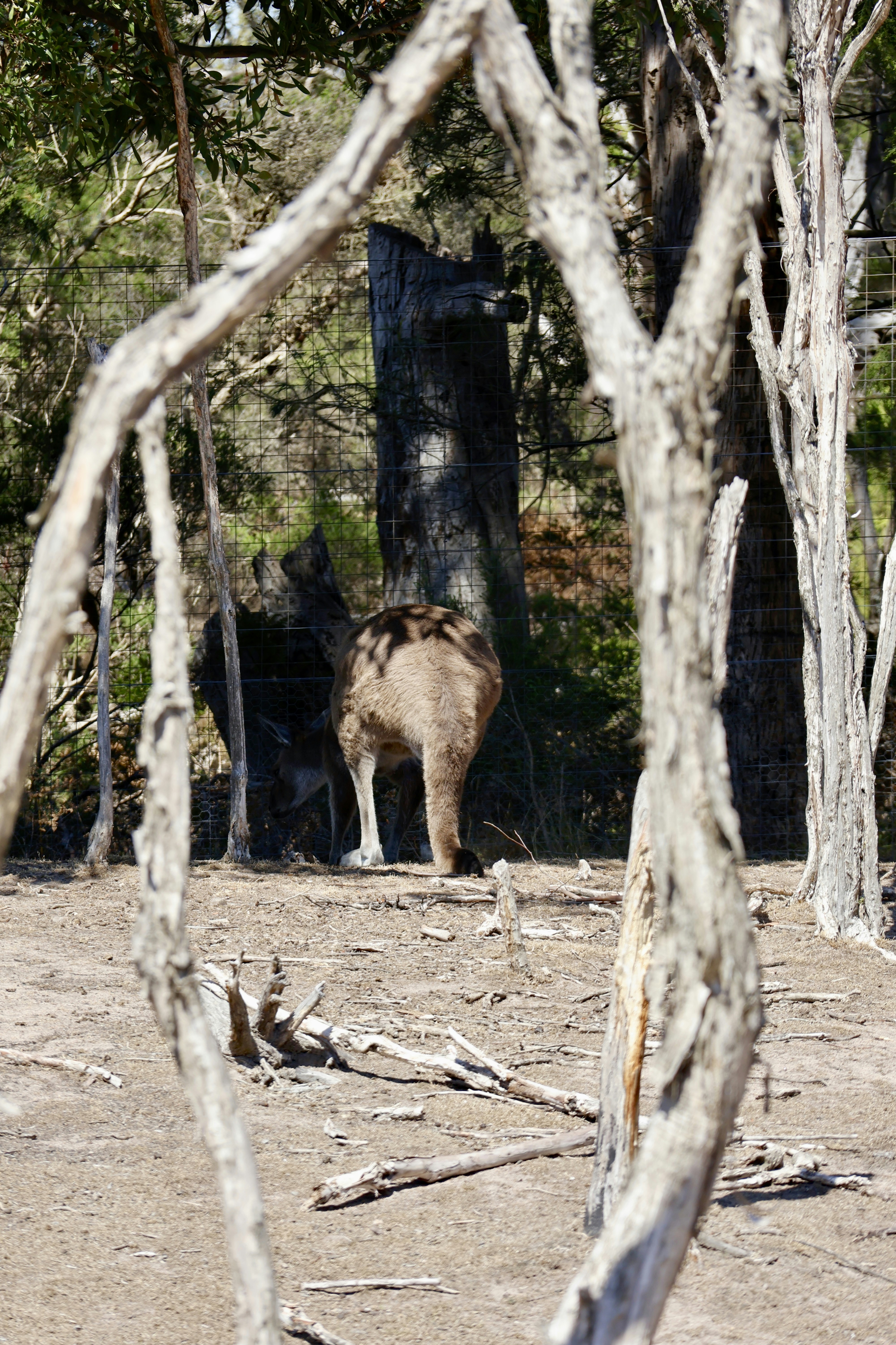 Hind in the Shade: A Deer Stepping Toward Shelter