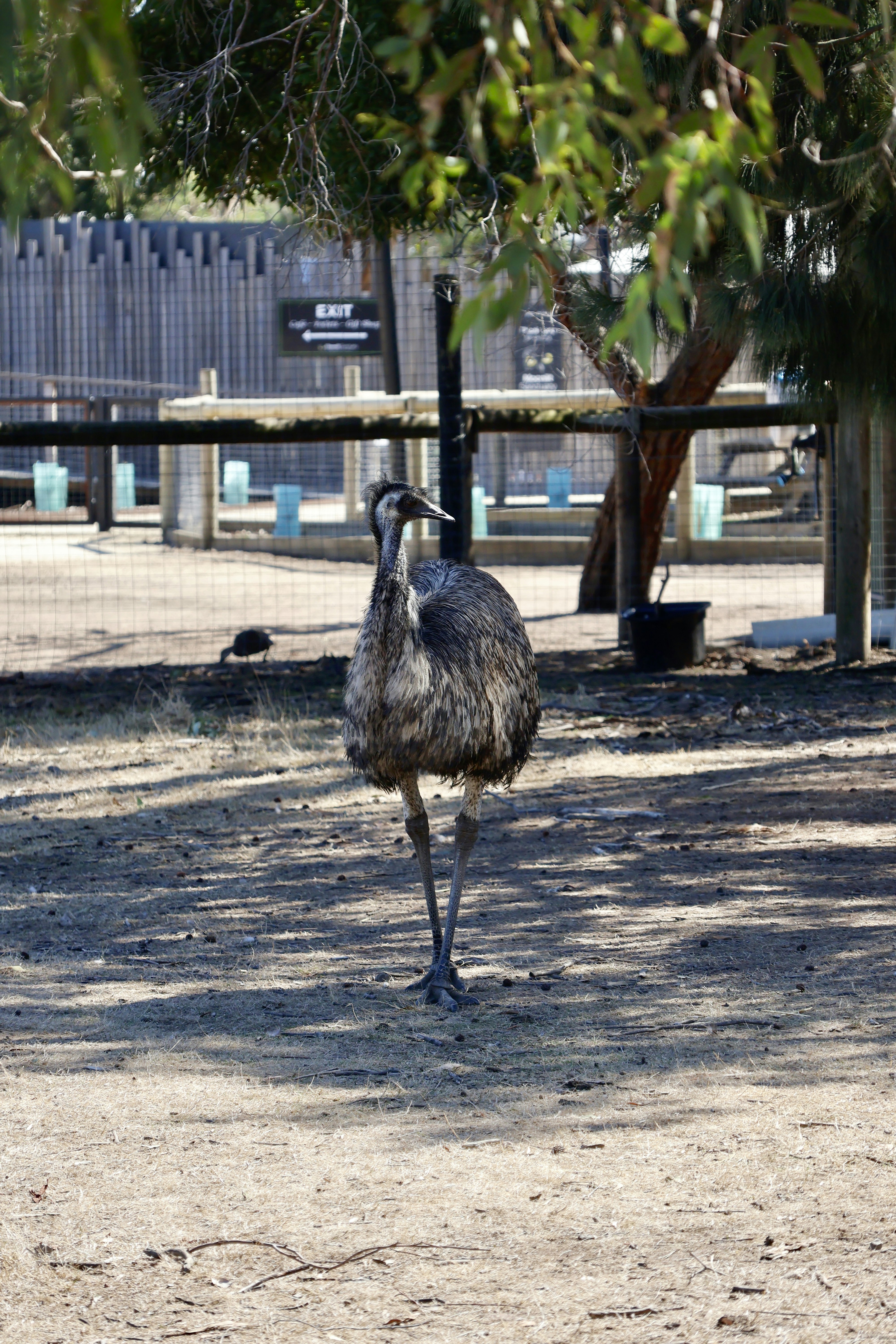 Striding Emu in Shade: A Canon EOS R10 Moment