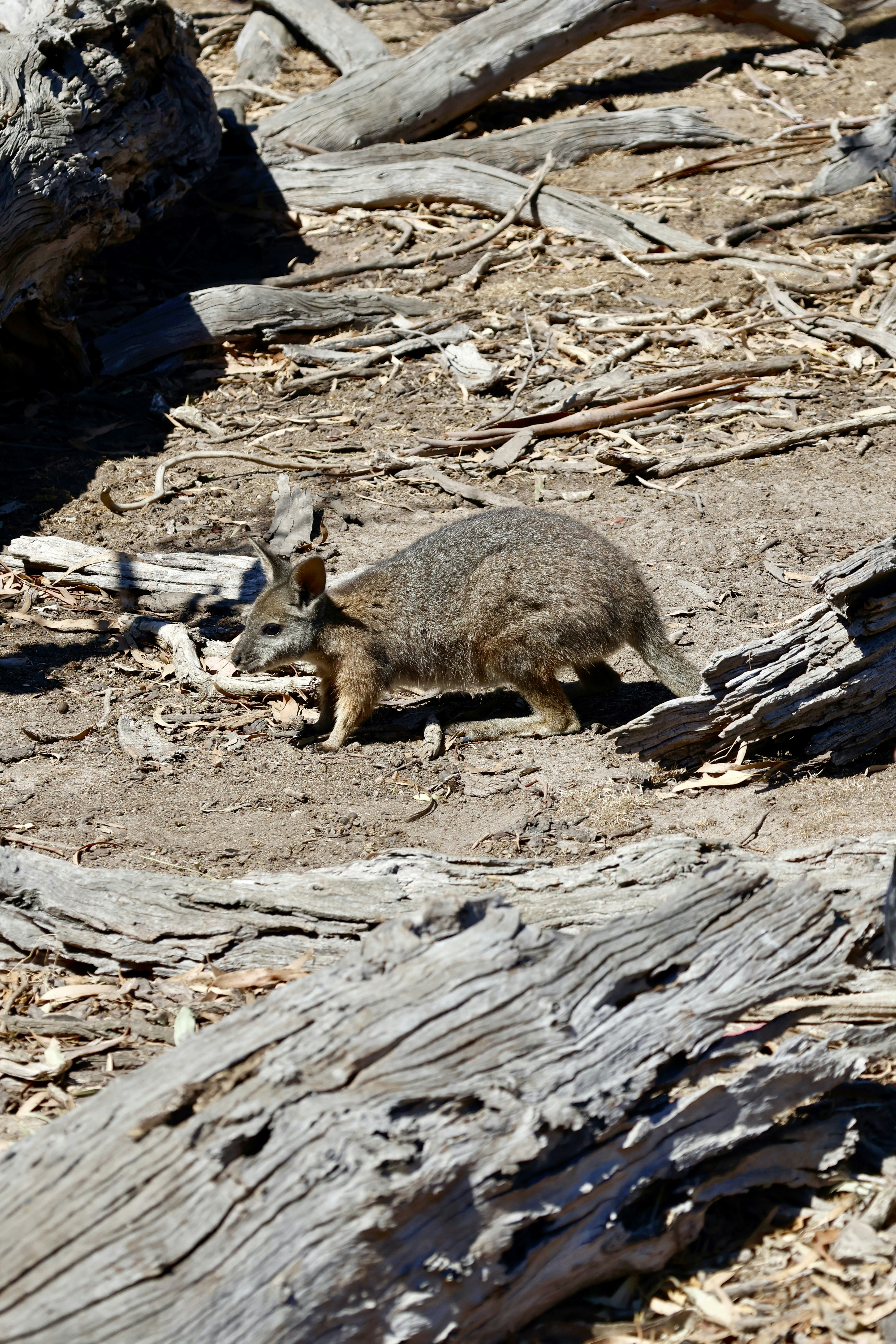 Dusty Trail Encounter: A small mammal forages among weathered logs