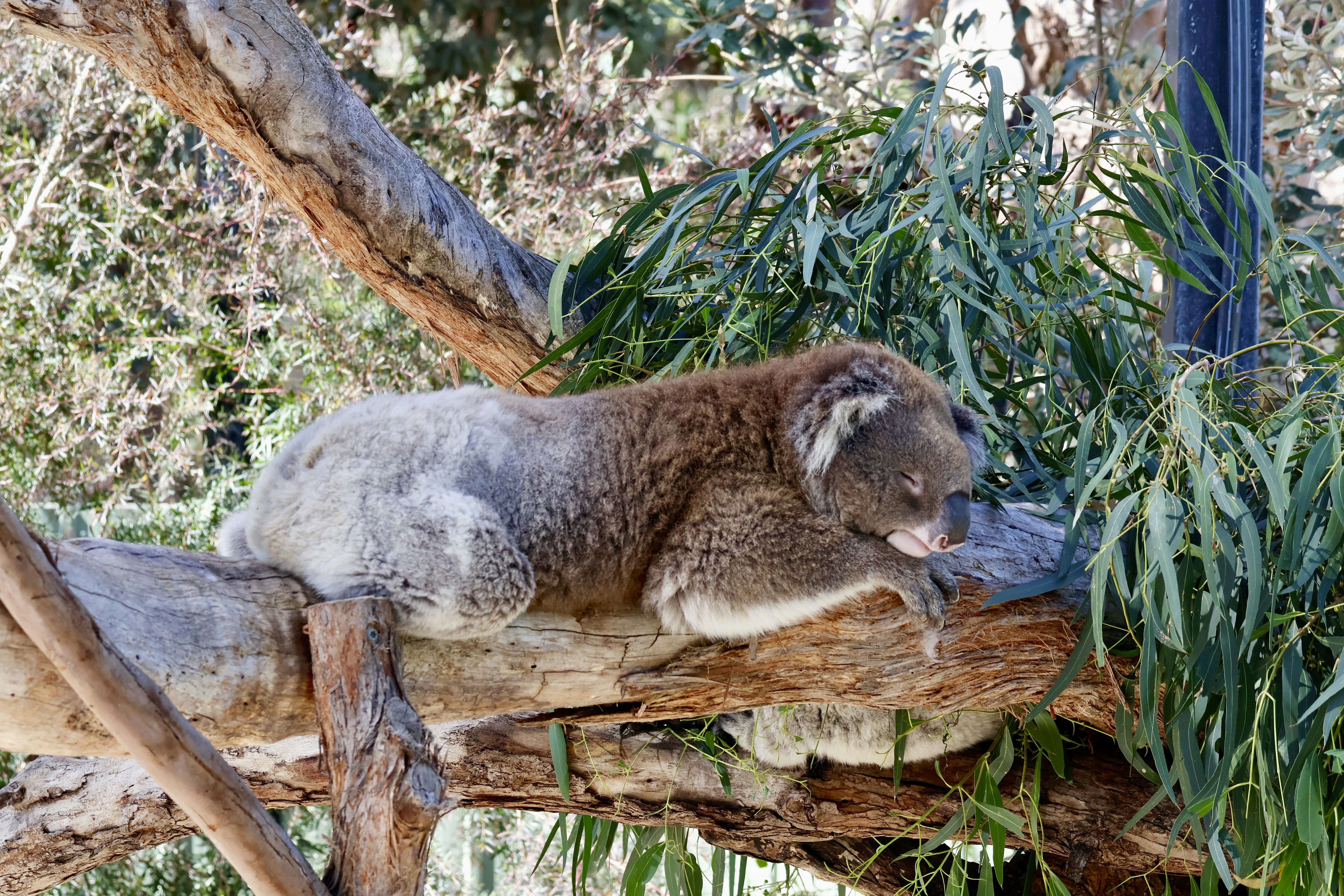 A koala sleeping.