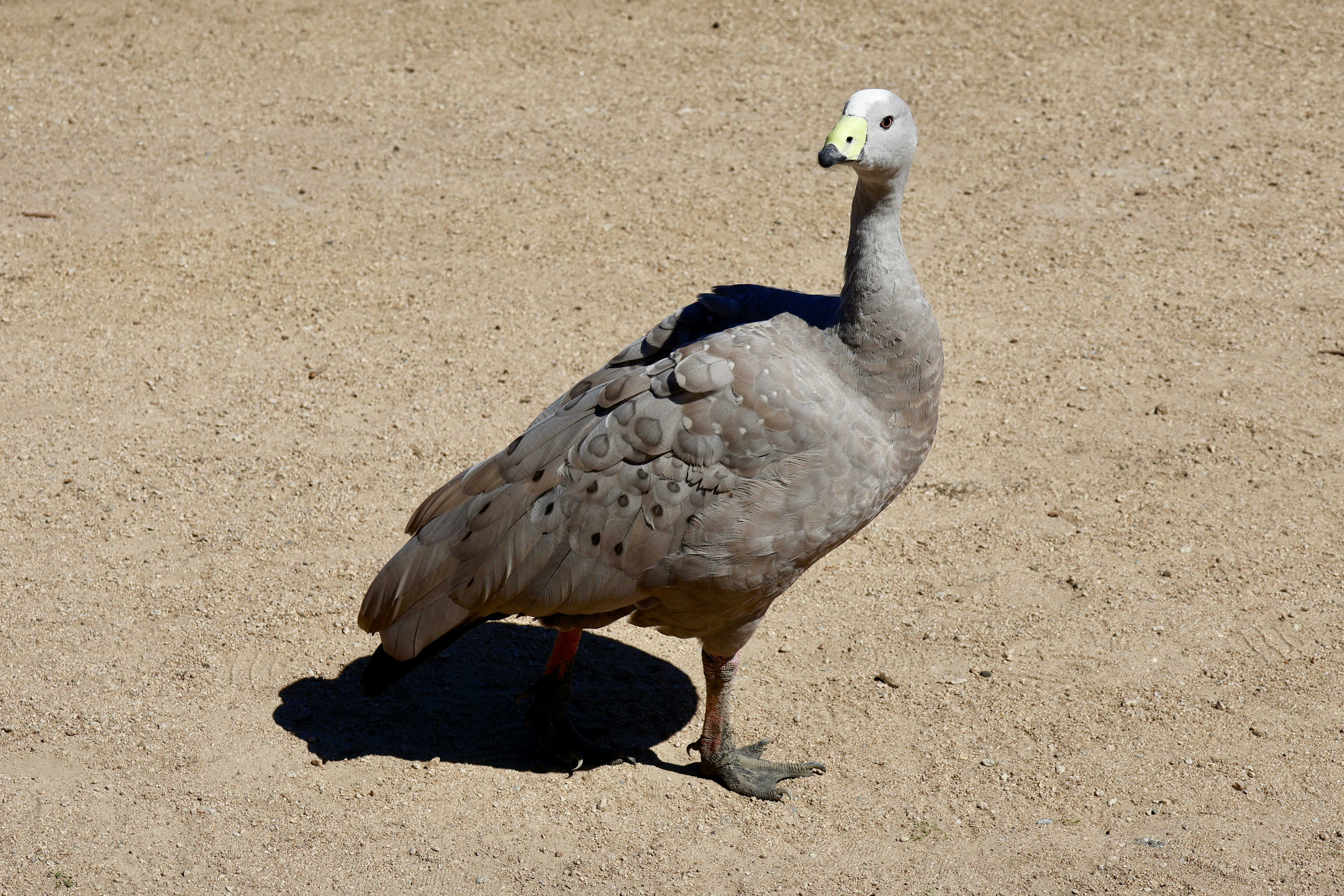 The Cape Barren goose, sometimes also known as the pig goose, is a species of goose endemic from southern Australia.