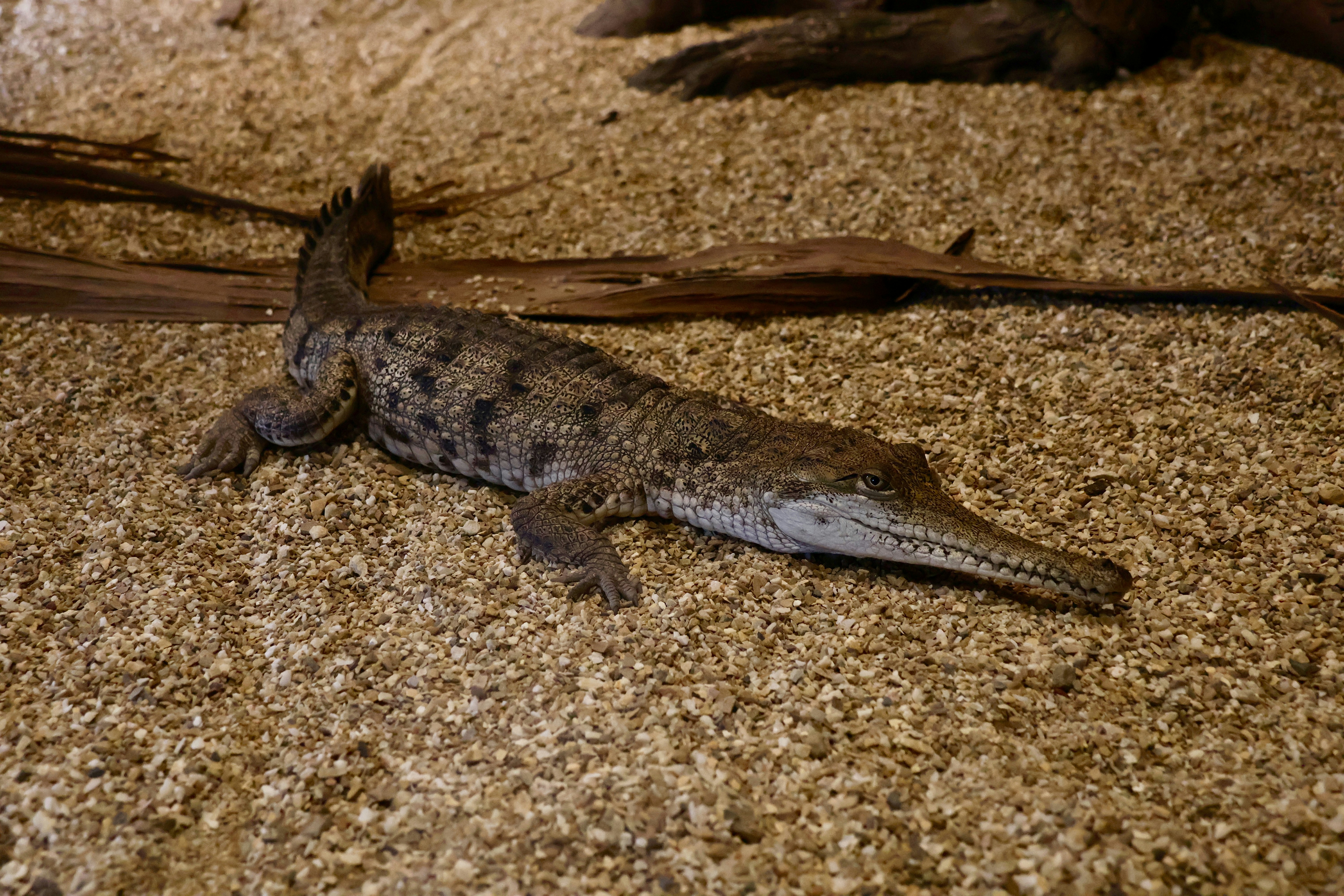 Close-Quarter Nile Crocodile Motif on Sand