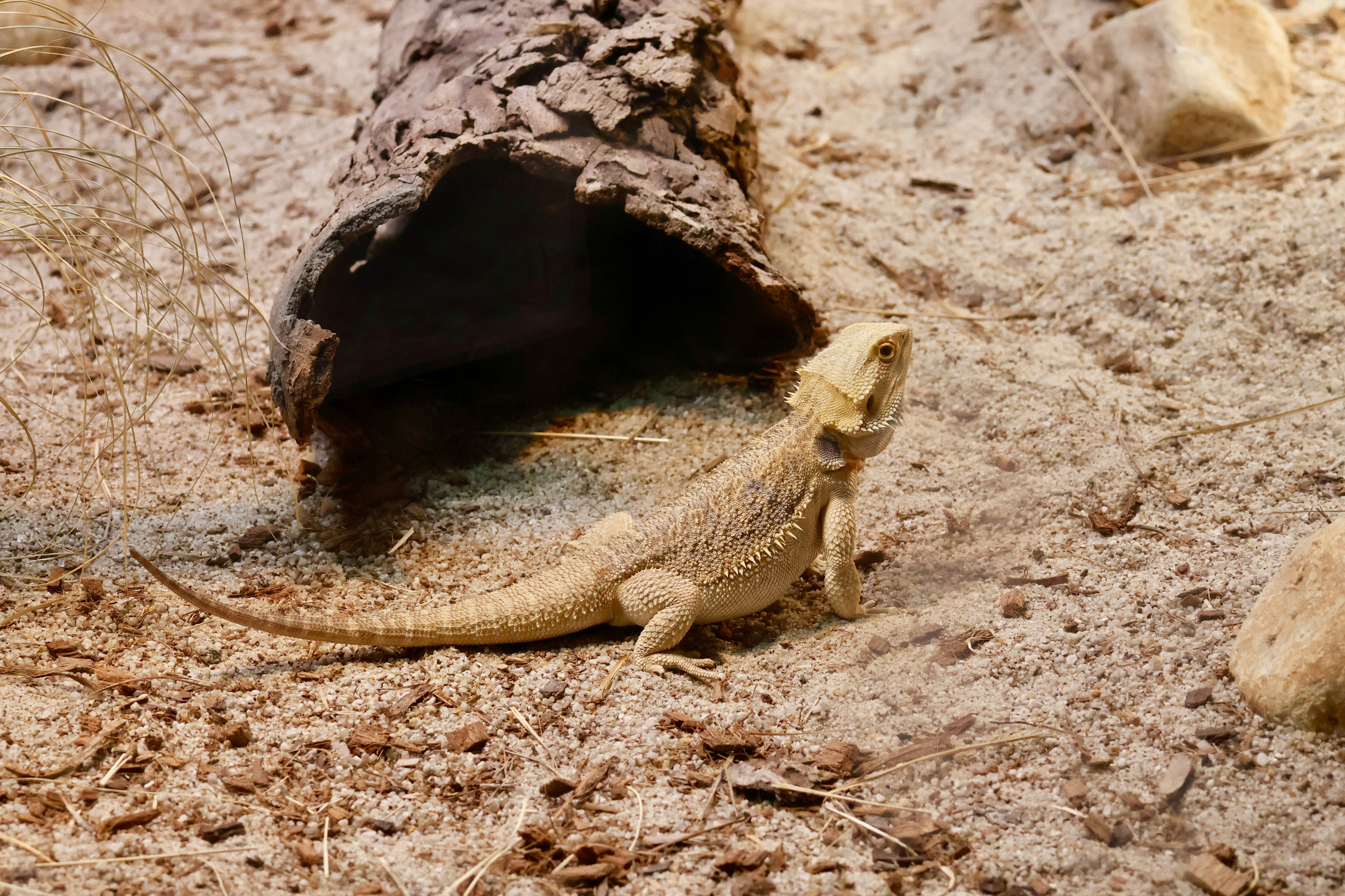 Desert Lizard Emerges from a Weathered Burrow