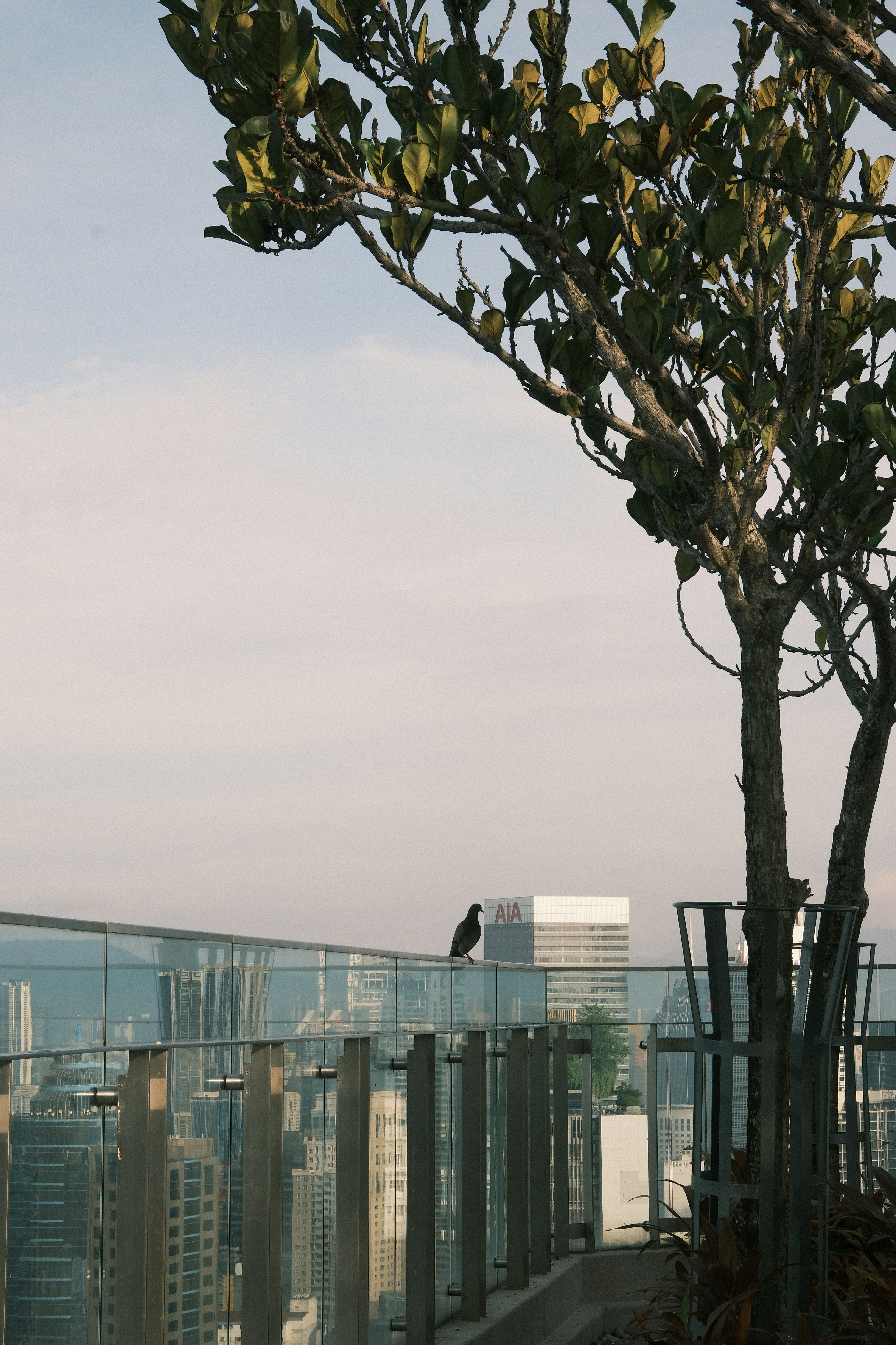 A bird perched on a railing at The Robertson Residences, overlooking the Kuala Lumpur skyline, blending nature with urban life in a peaceful setting.