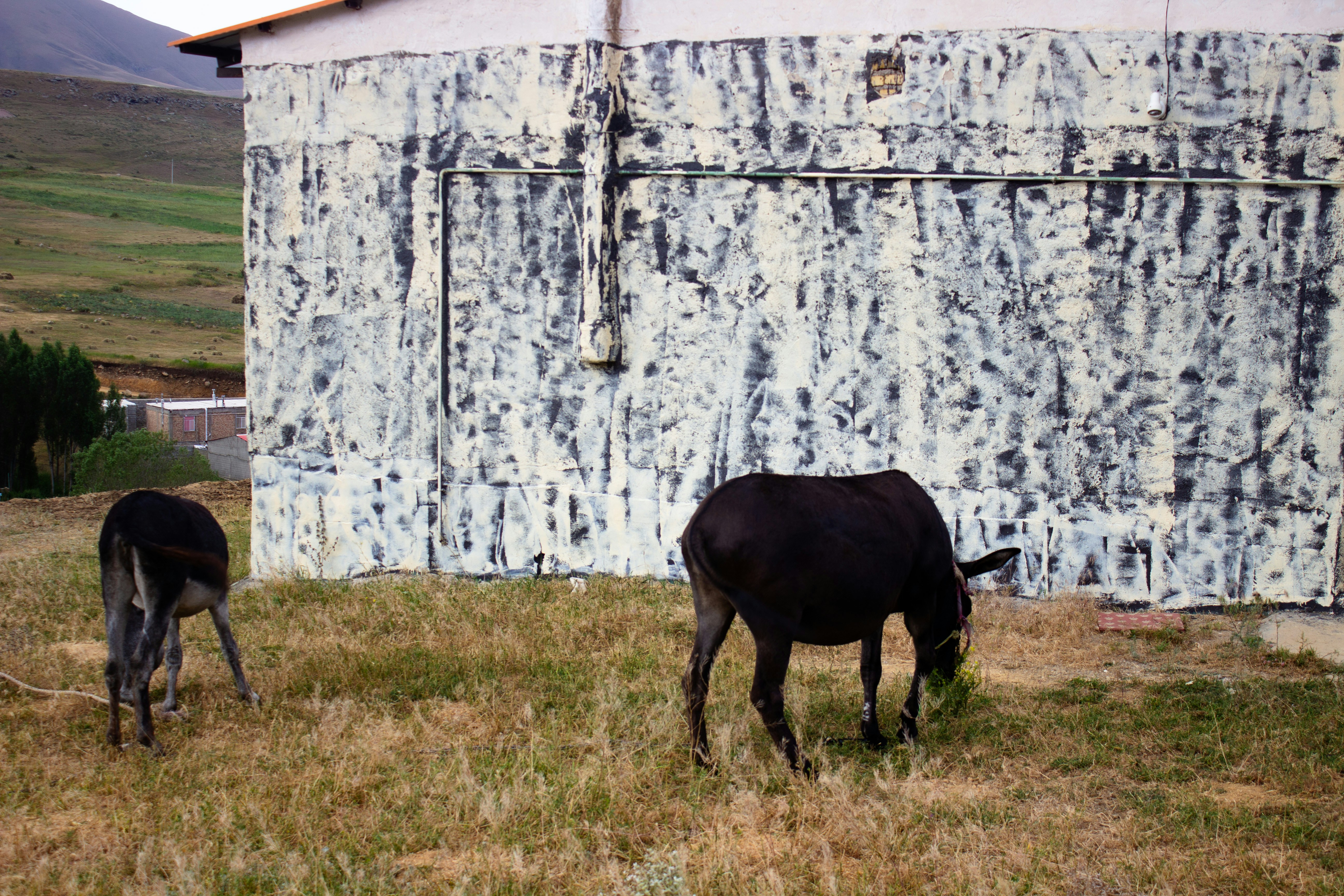 Pasture Exchange: Dark Horses by a Weathered Wall