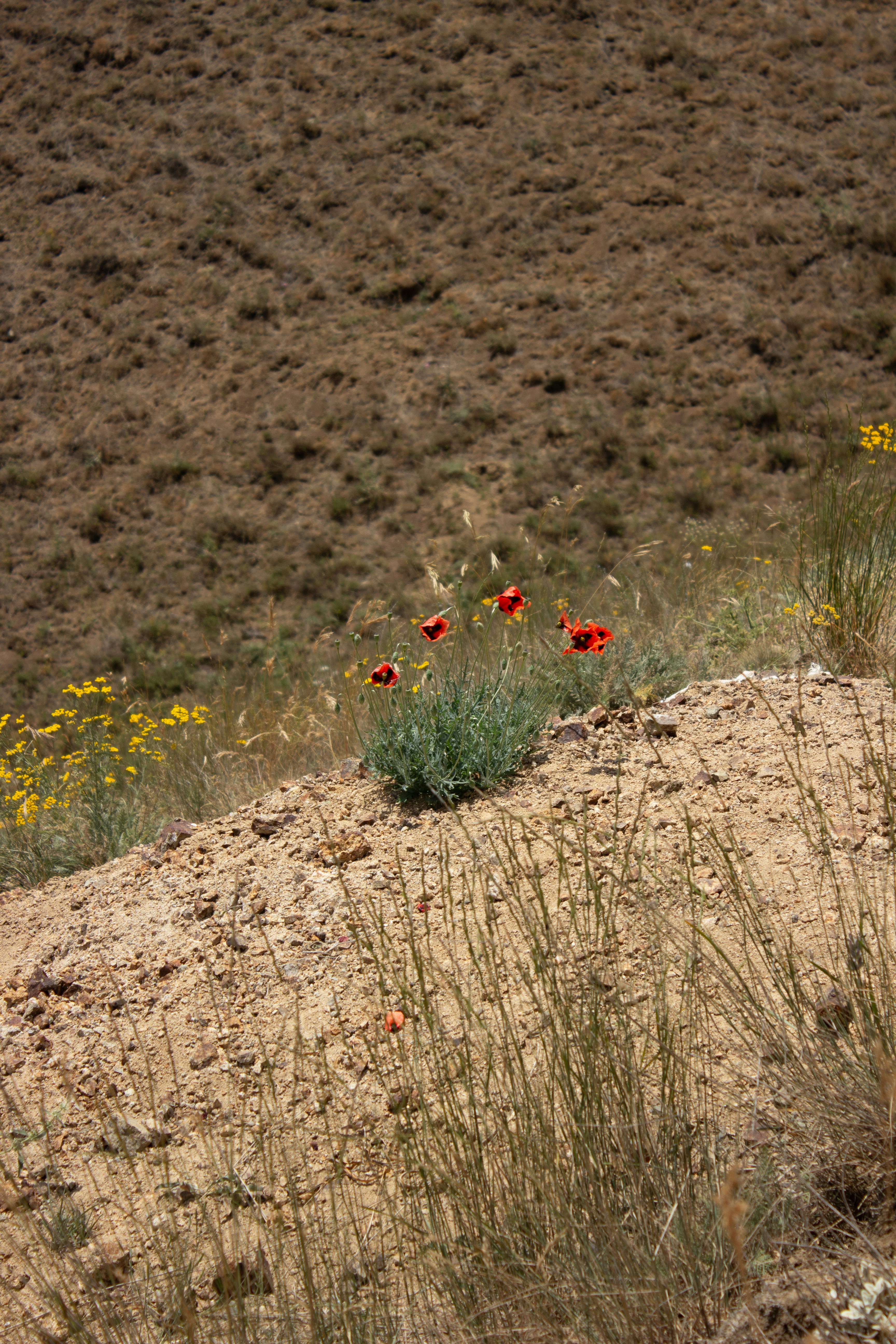 Photo by Elham Abdi with Canon EOS 600D