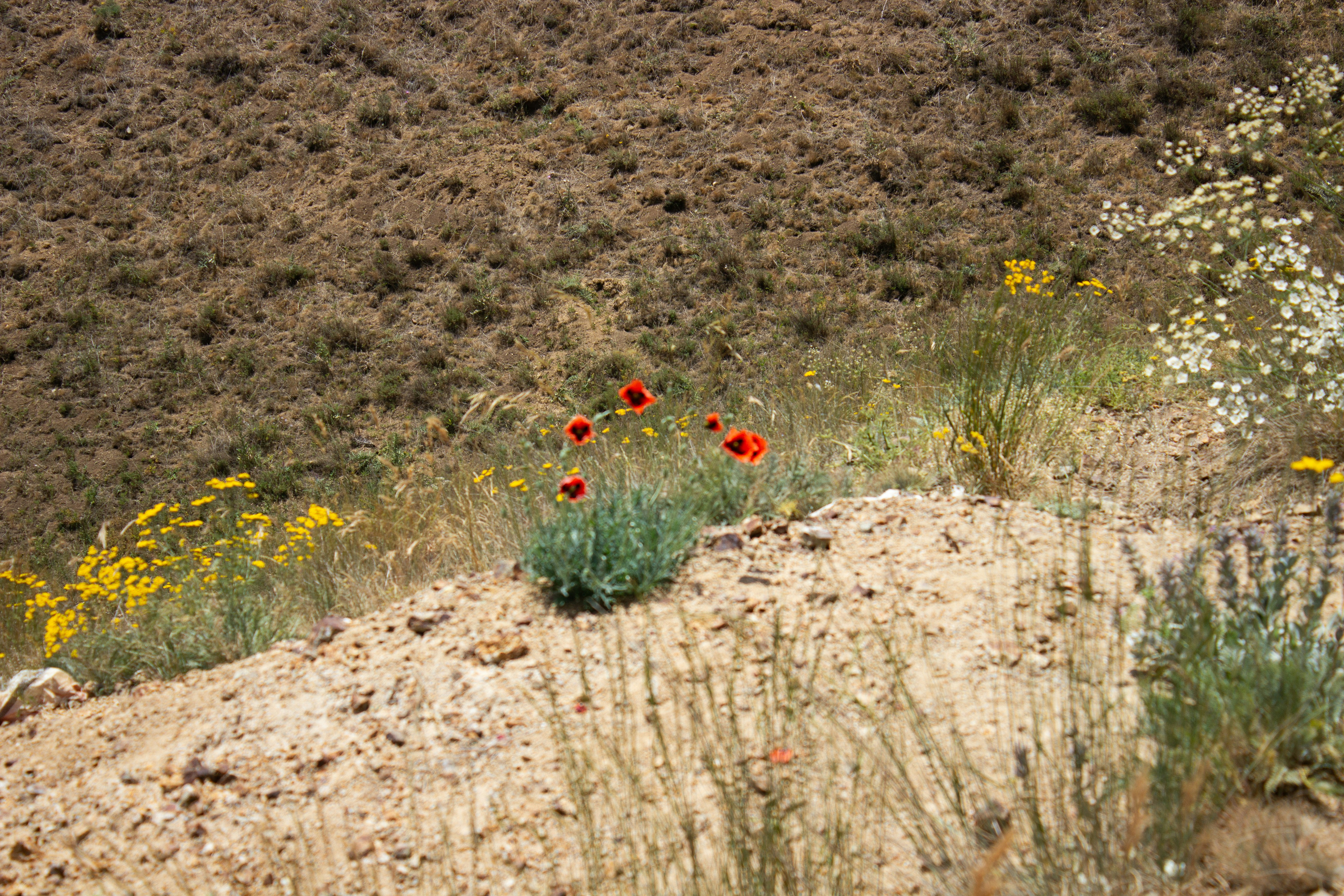 Photo by Elham Abdi with Canon EOS 600D