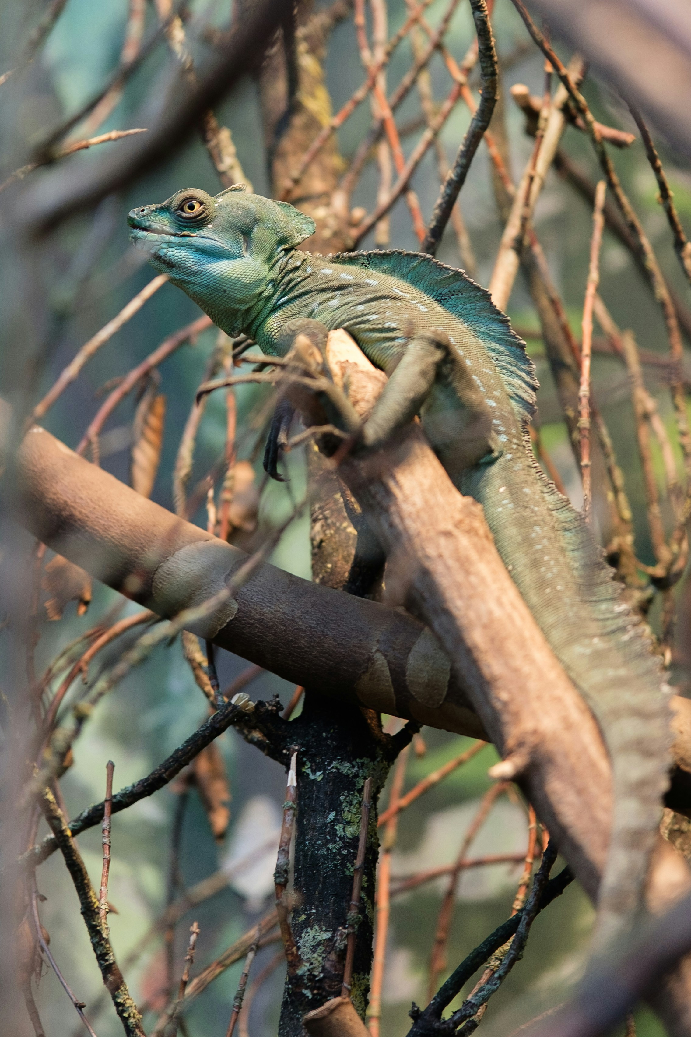 Emerald Gecko Perched among Thorned Veil in Dappled Sunlight