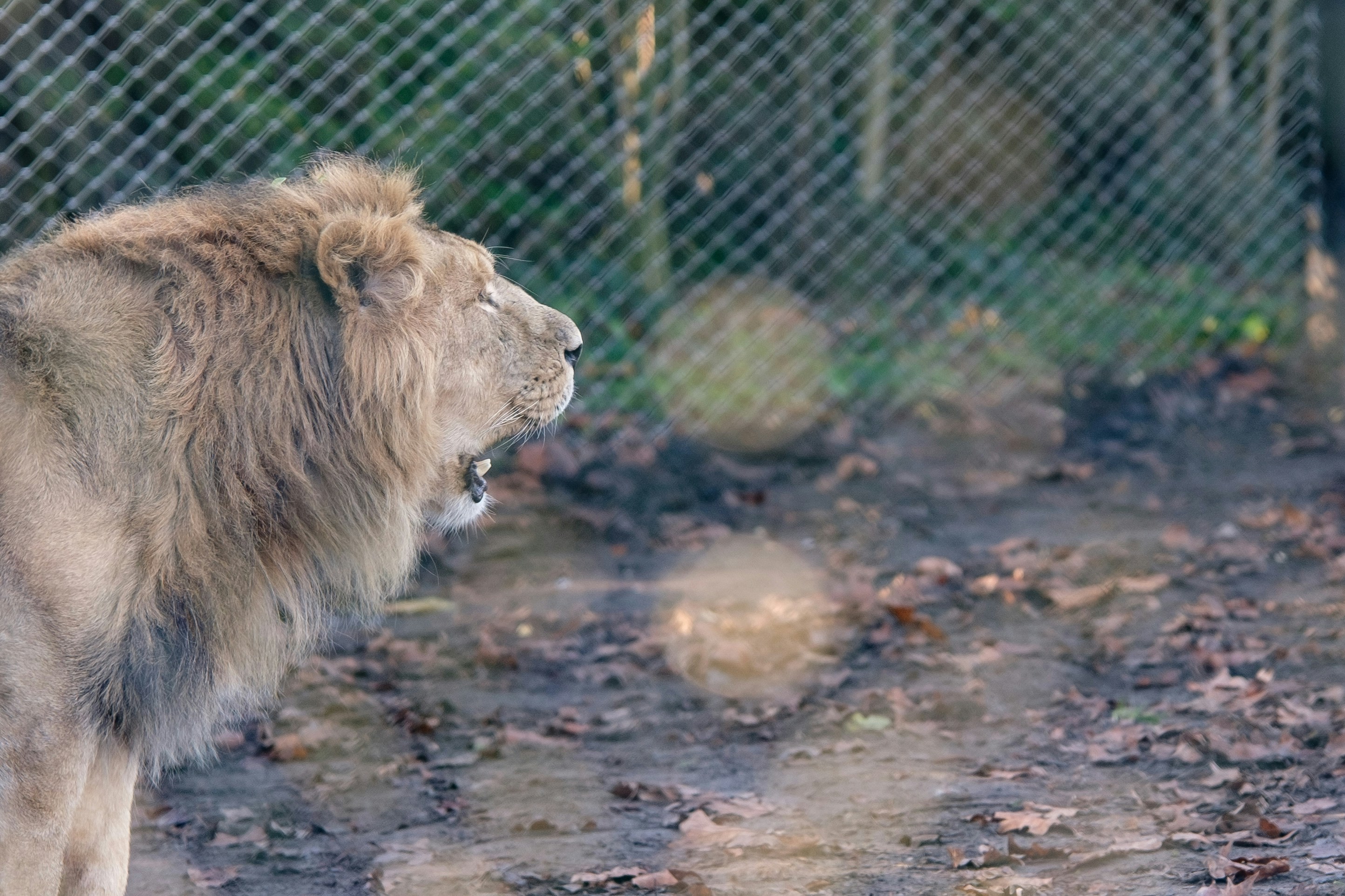Majestic Loner at the Cage Gate