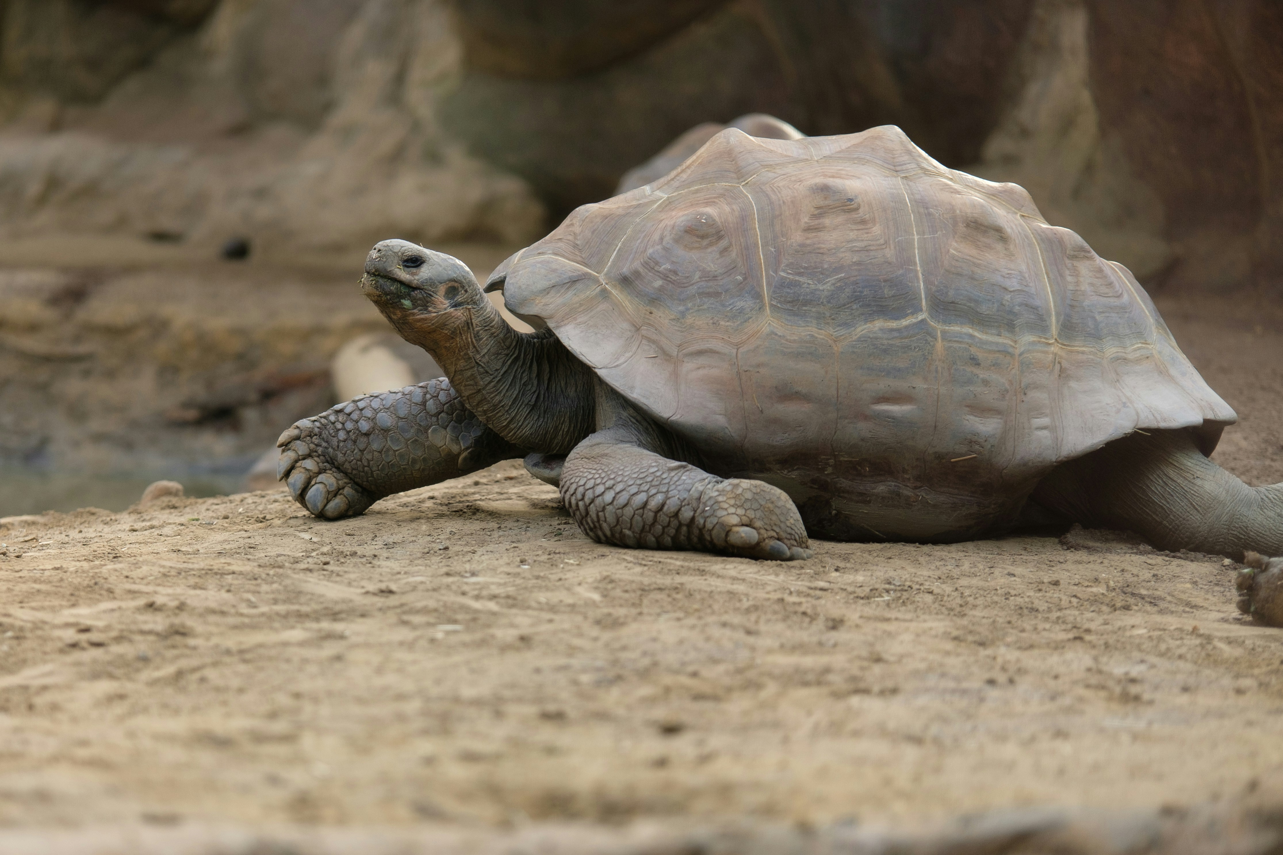 Grounded Sentinel: A Desert-Tinted Tortoise Pauses by the Sand