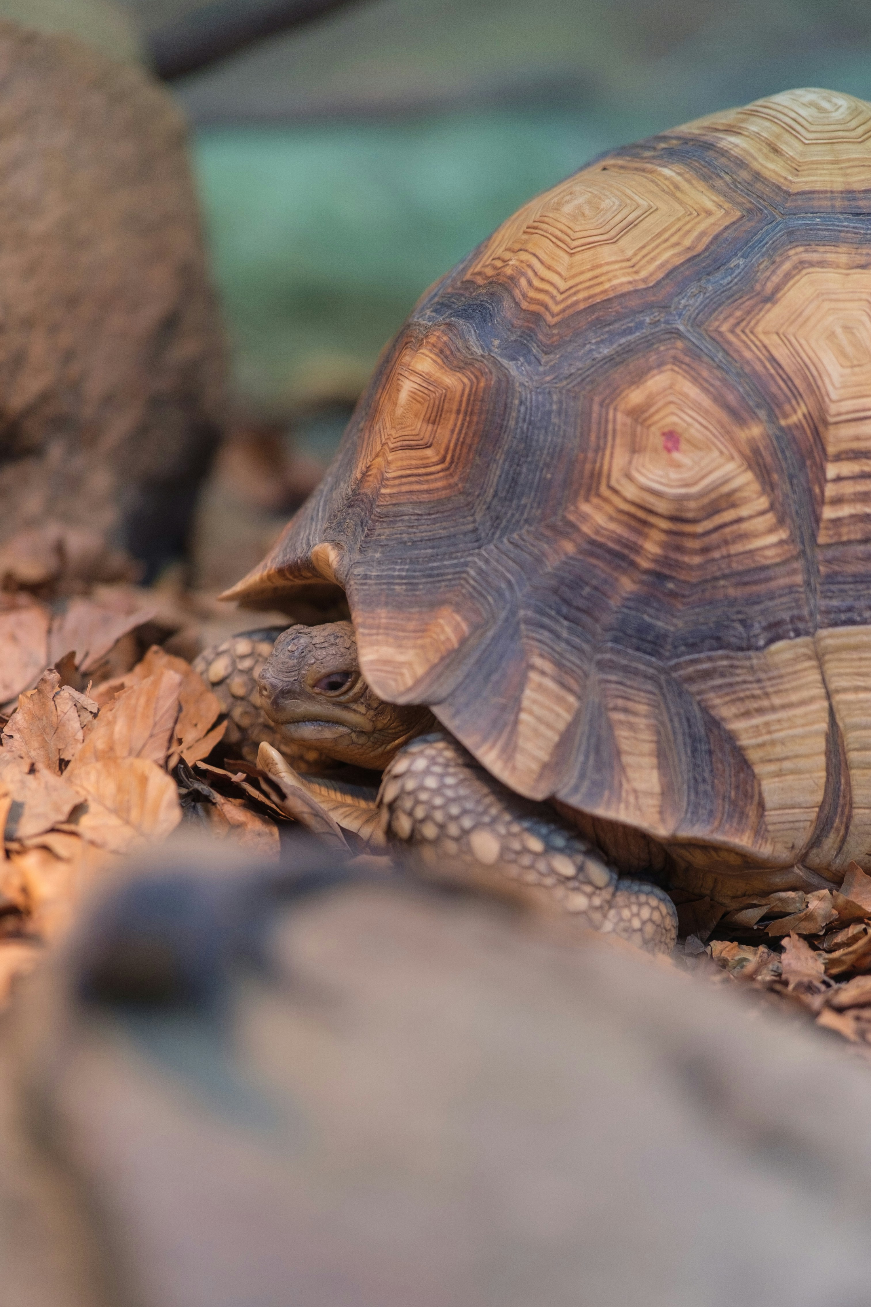 Egyptian tortoise, Blijdorp Zoo - Rotterdam