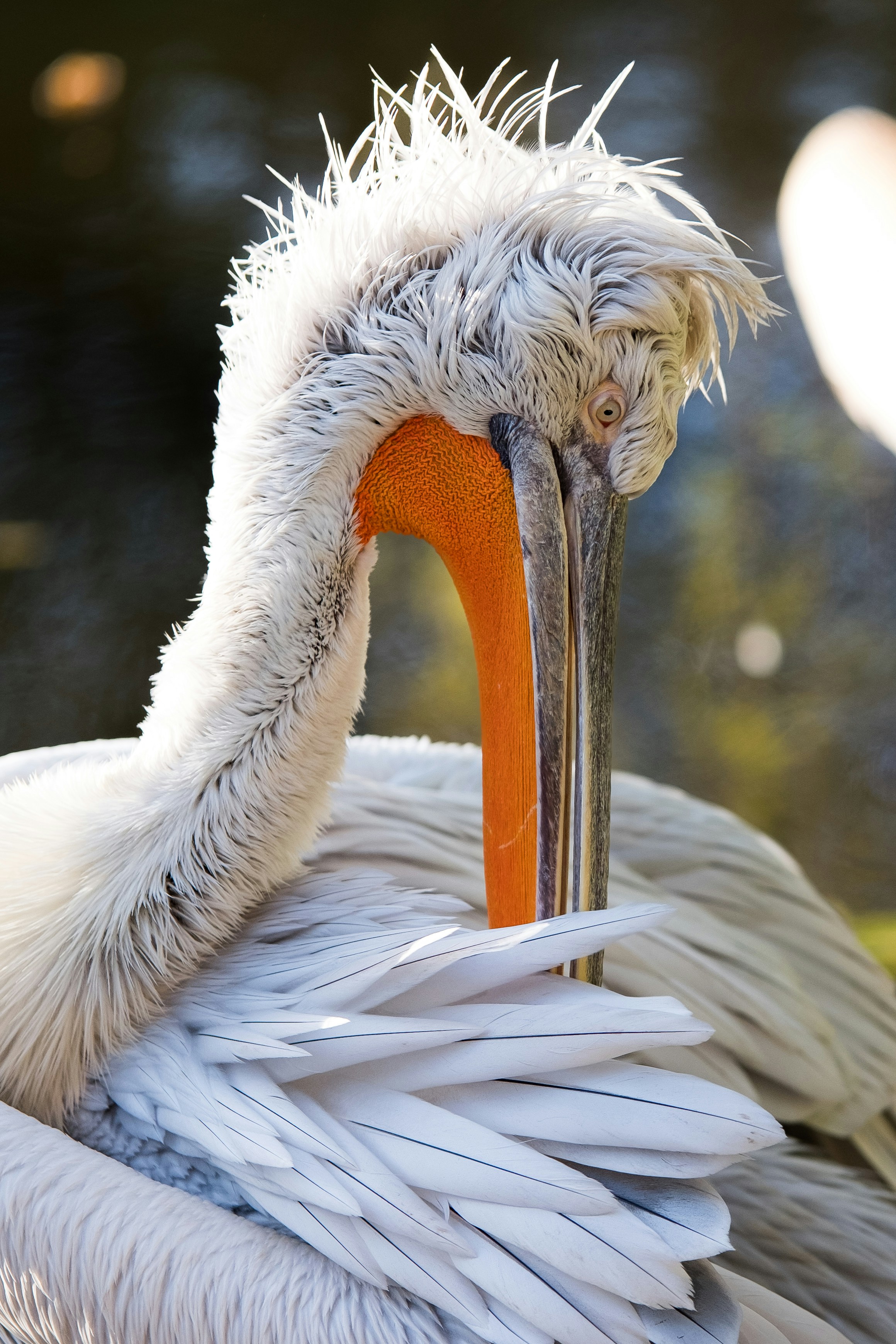 Dalmatian pelican, Blijdorp Zoo - Rotterdam