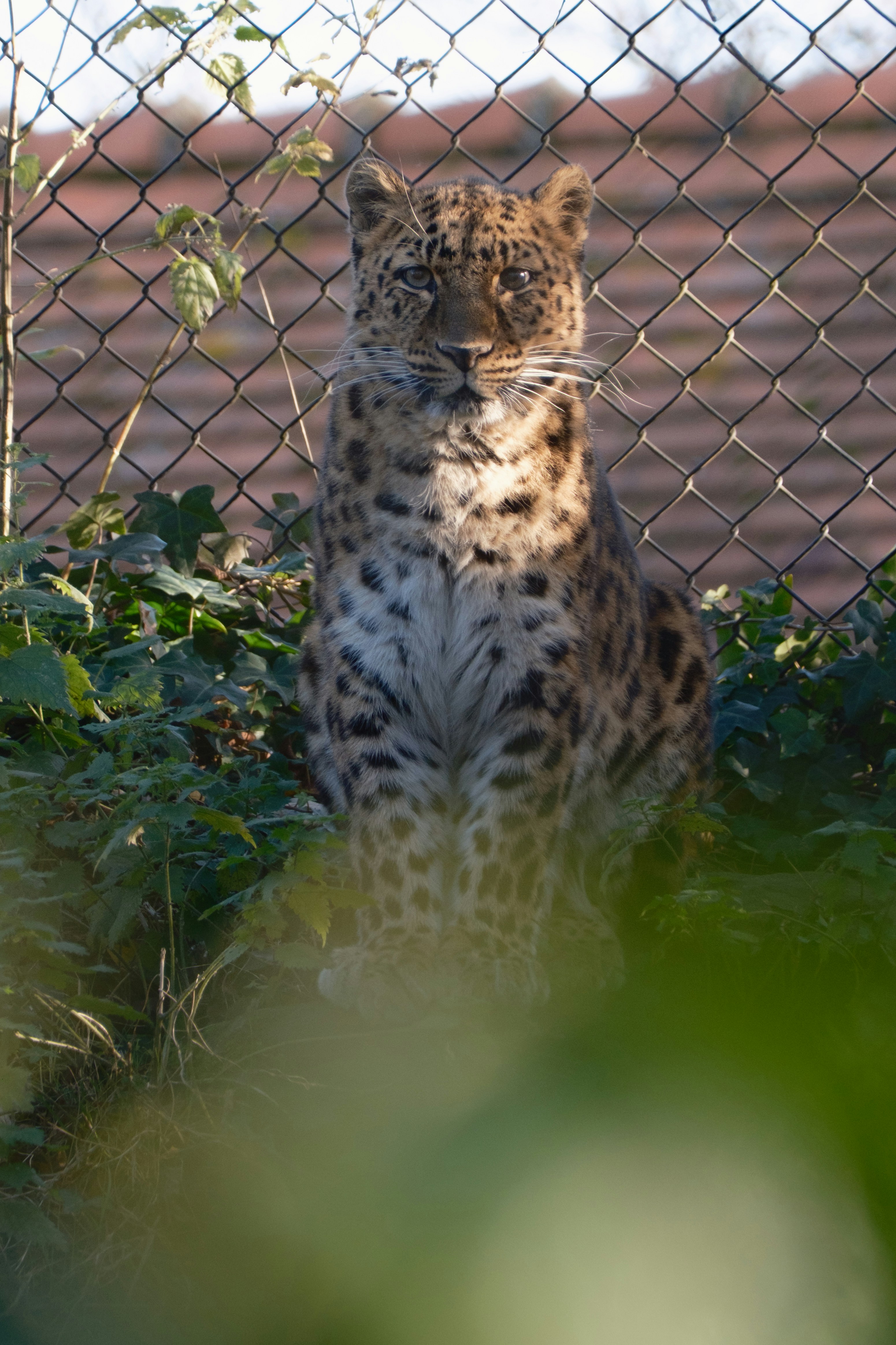 Leopard Behind the Fence: Quiet Gaze Through the Mesh