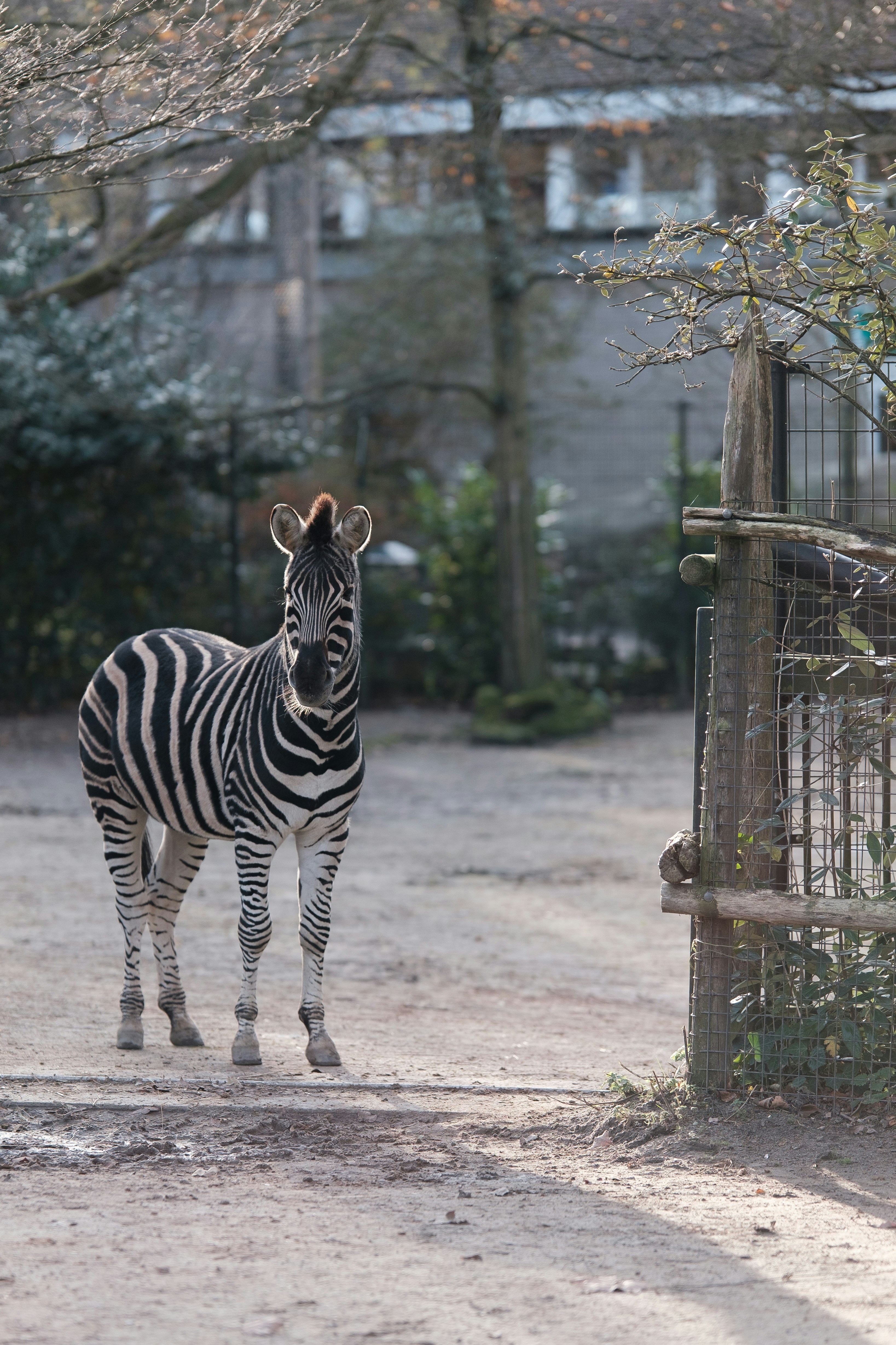 Zebra, Blijdorp Zoo - Rotterdam