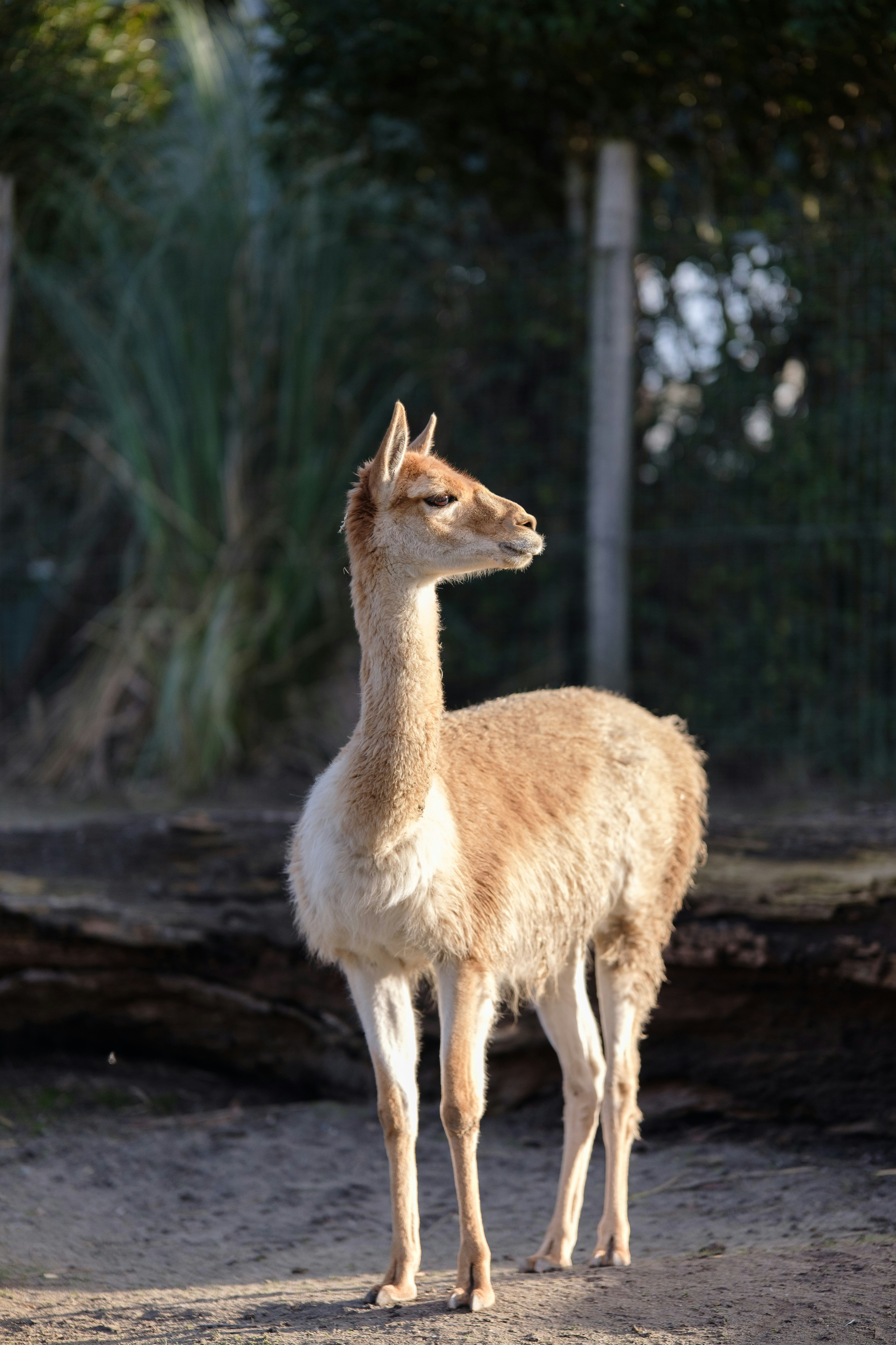 Profile of a Llama: Calm Gaze in a Quiet Enclosure