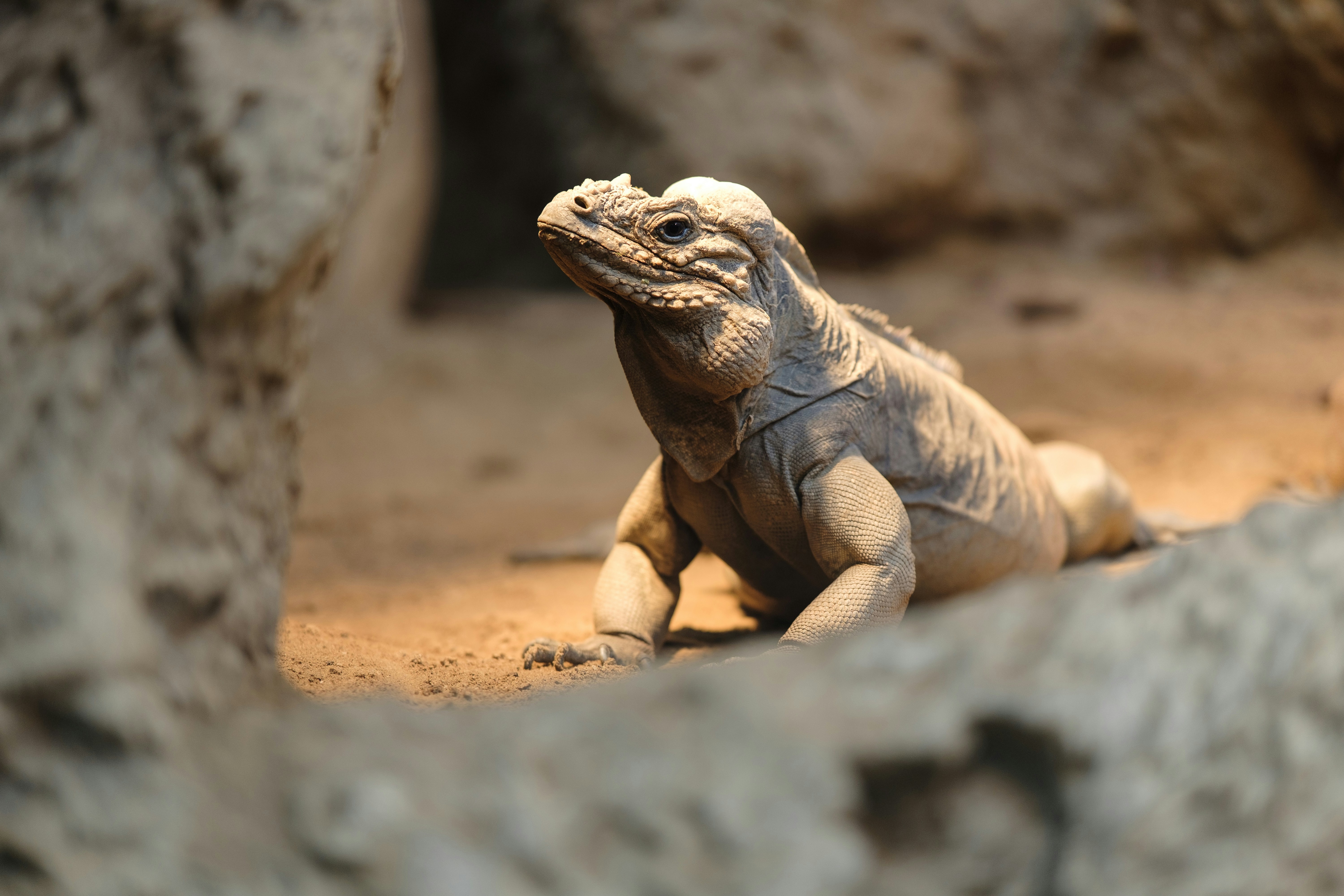 Blijdorp Zoo - Rotterdam