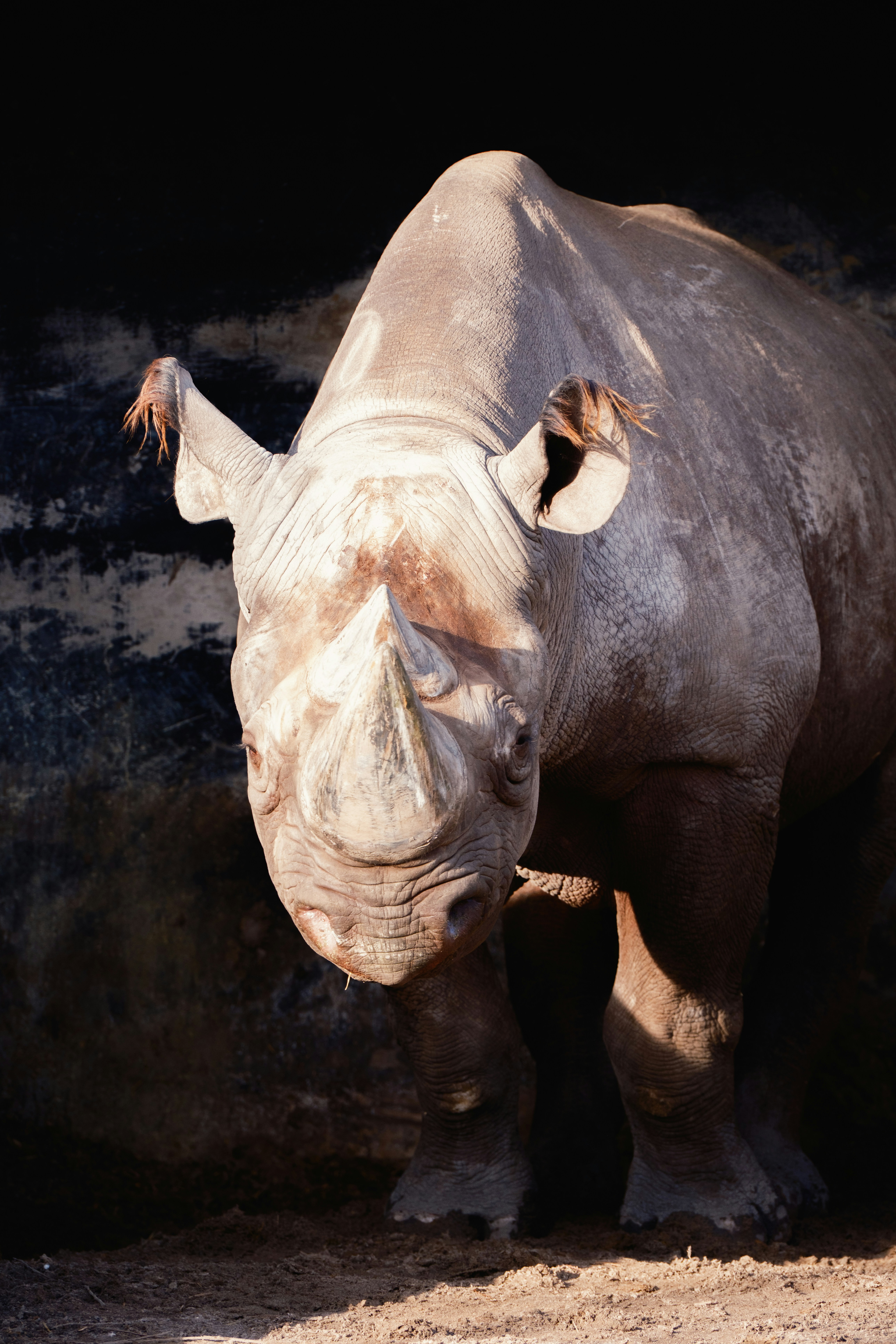Front-Row Stare: A Rhino Emerging from Shadow